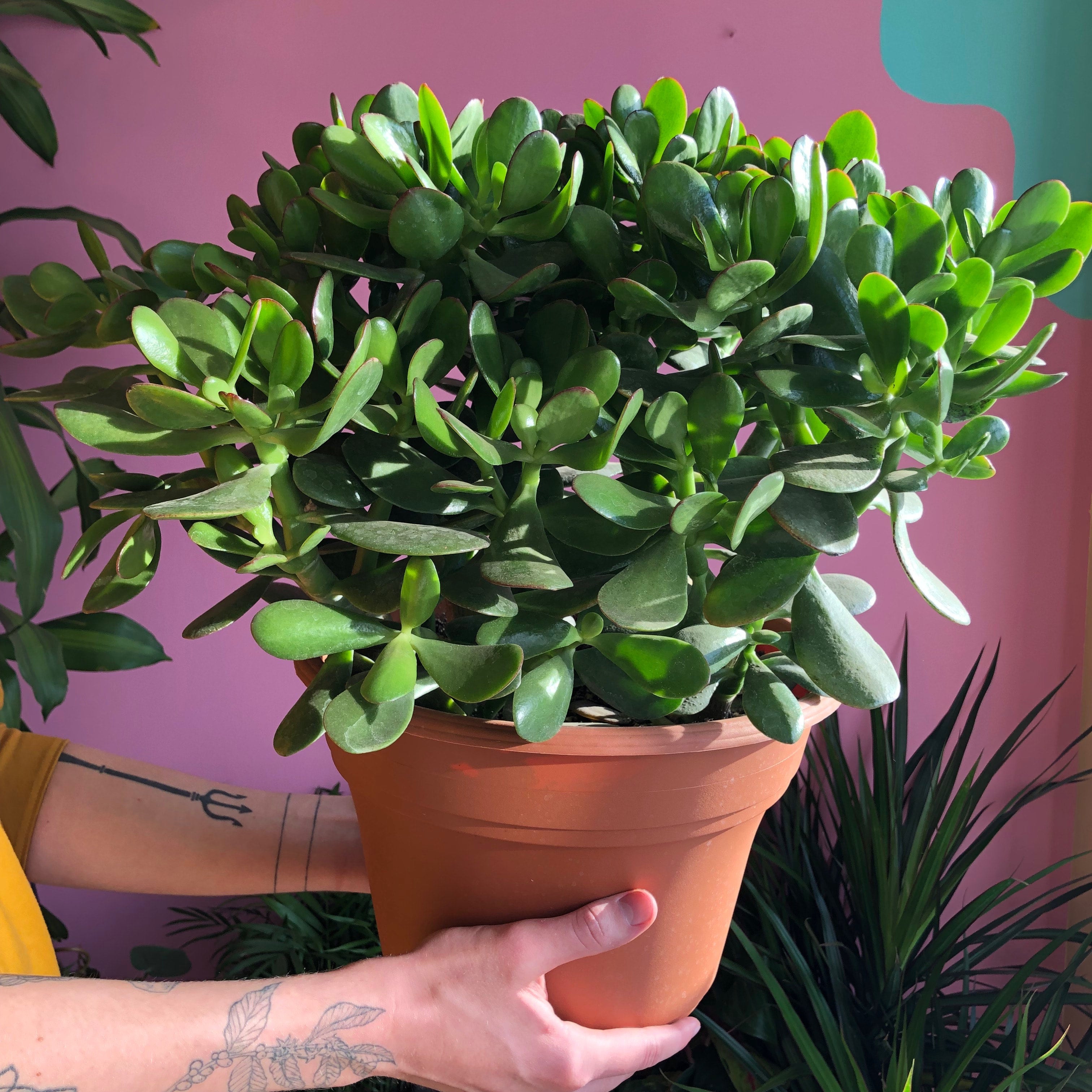 Jade Plant Tattoos 4,000+ Jade Plant Stock Photos, Pictures