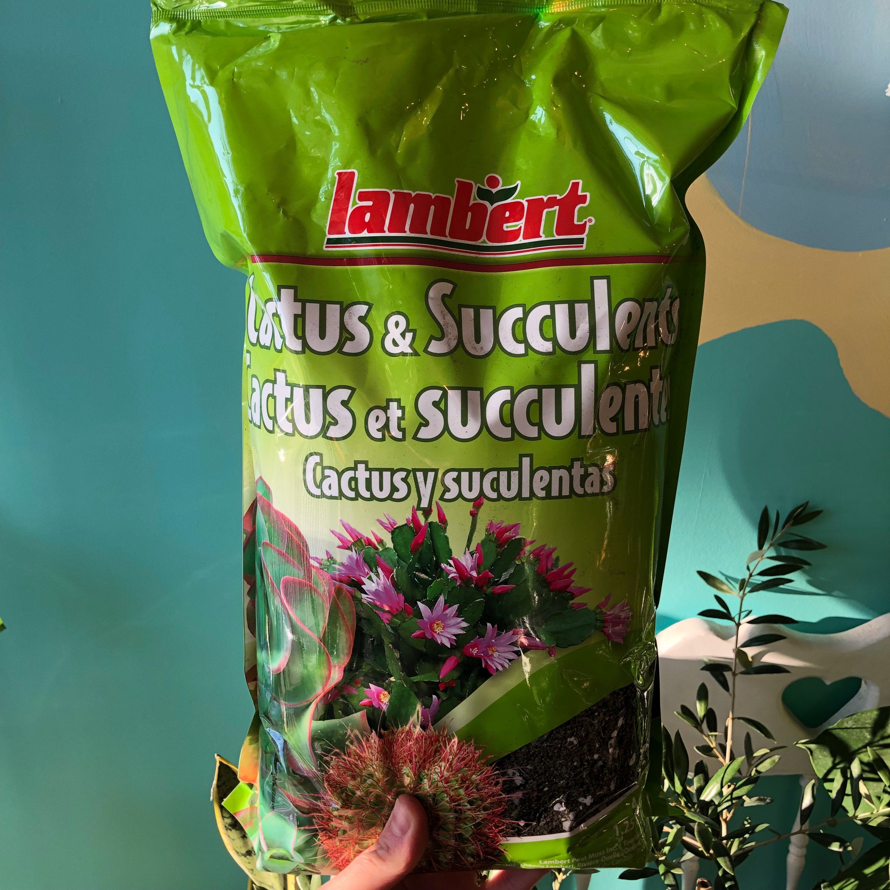 Cactus & Succulent Soil | Plant & Curio