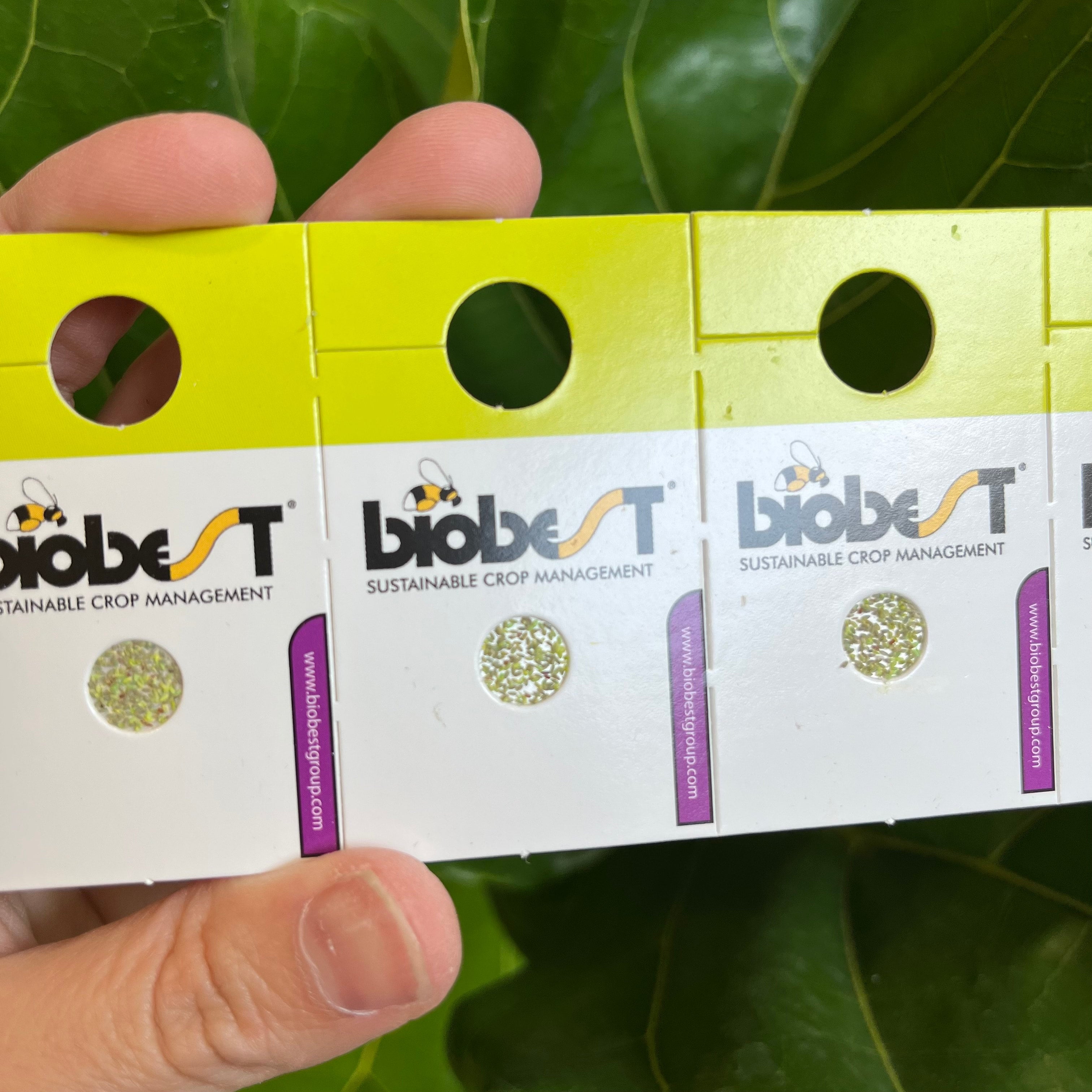 Beneficial Insects *Arriving this week! OCT 8/9* | Plant & Curio