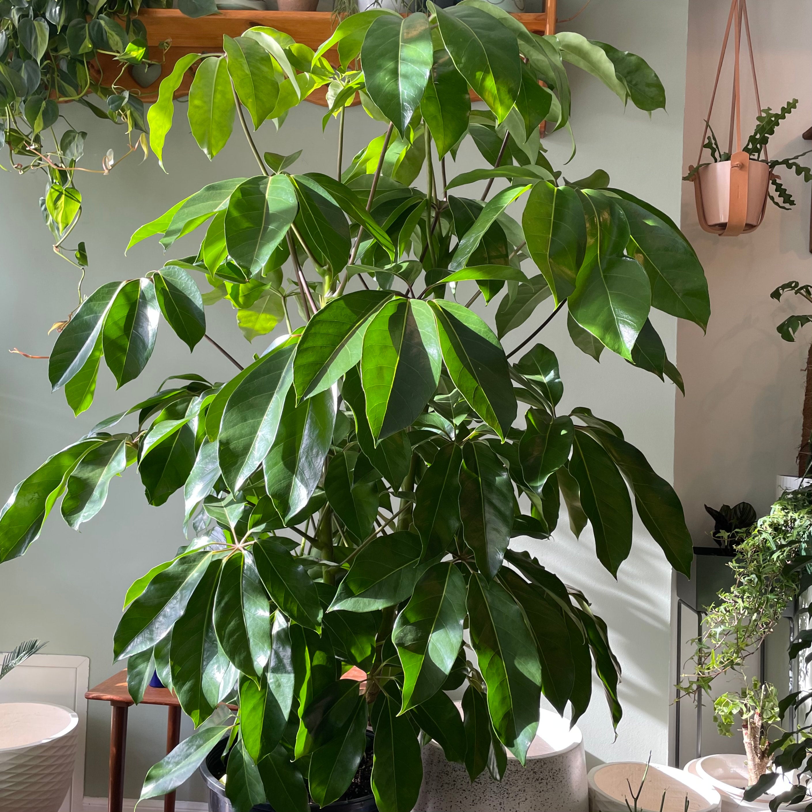 Schefflera Actinophylla Amate