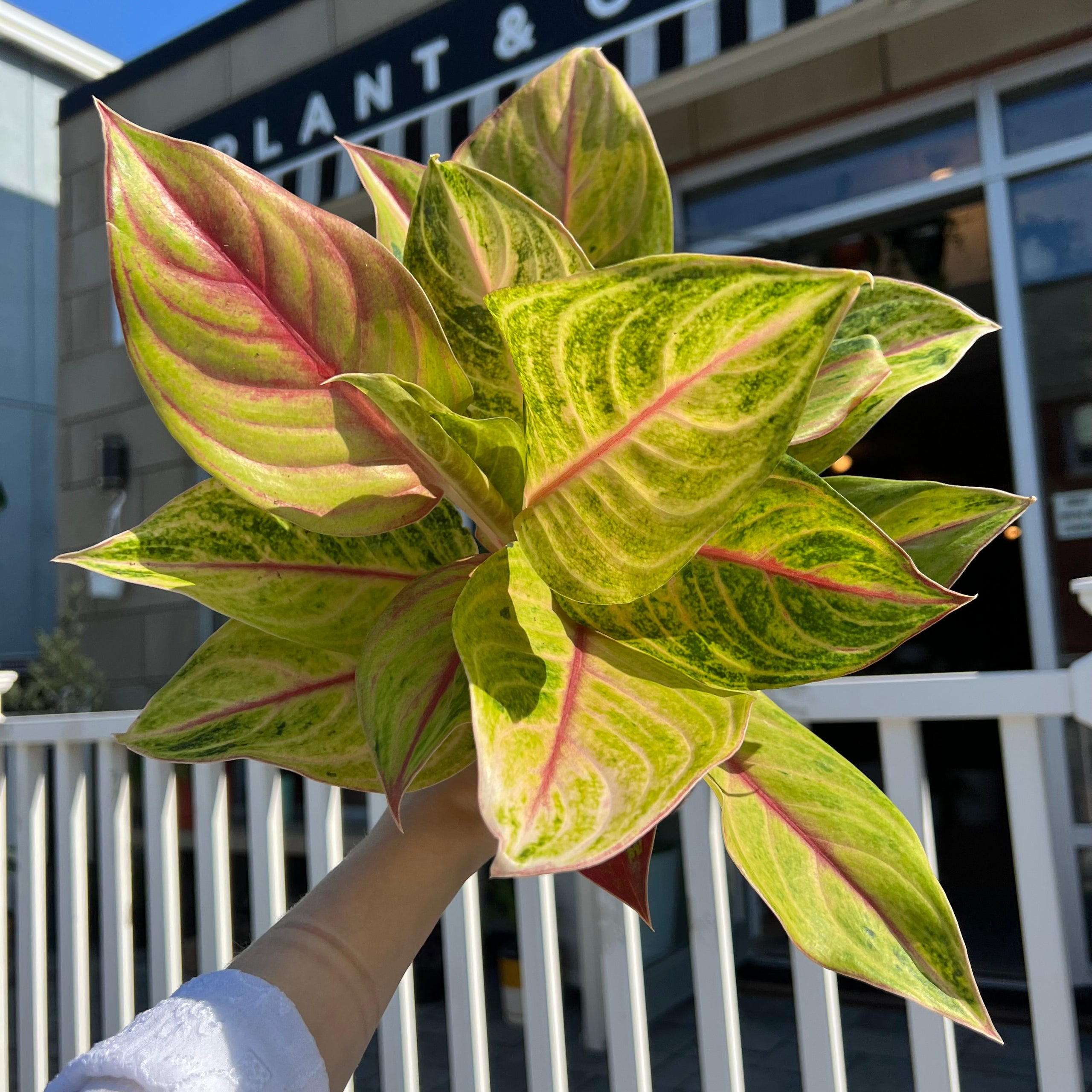 Aglaonema Golden Papaya | Plant & Curio