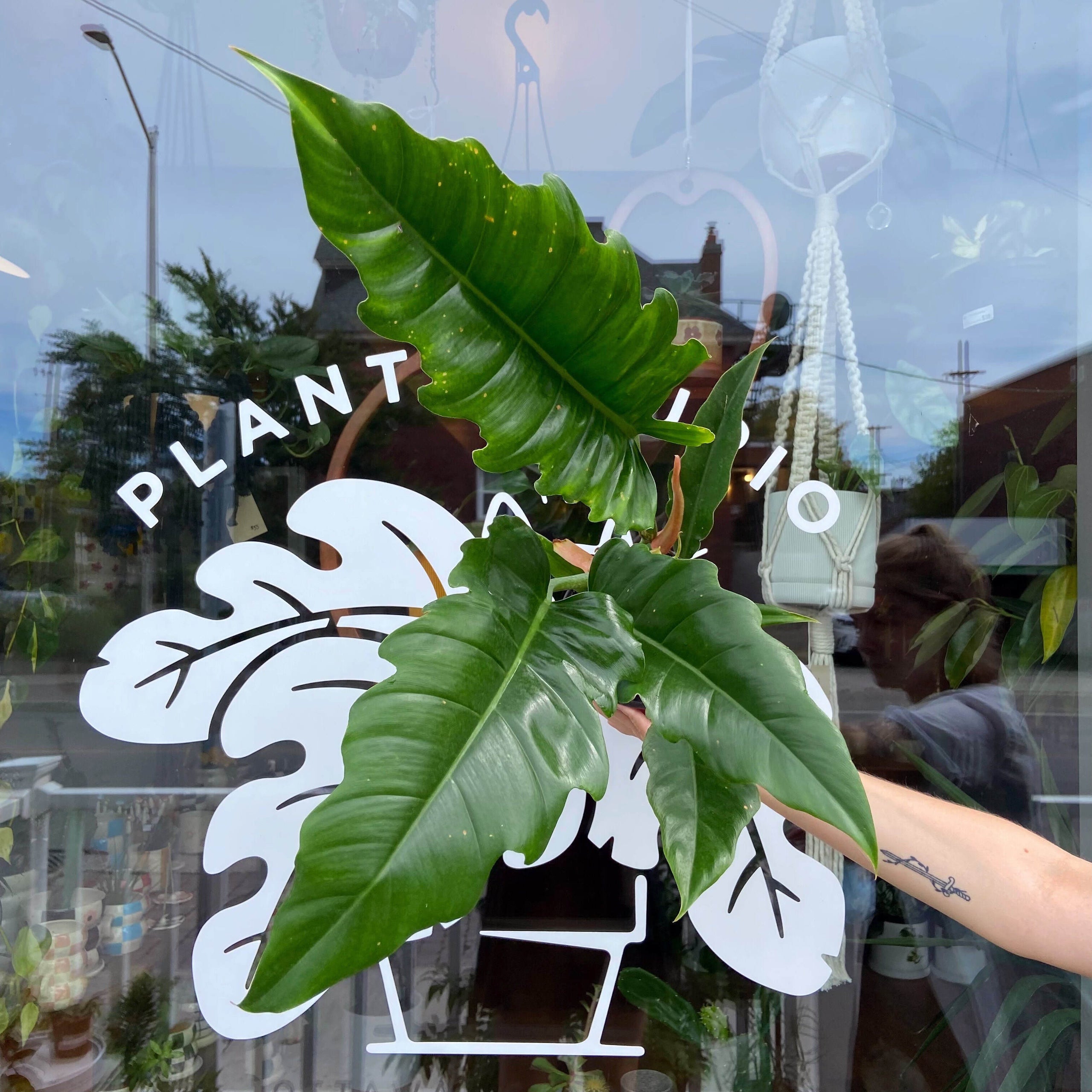Philodendron 'Jungle Boogie' | Plant & Curio