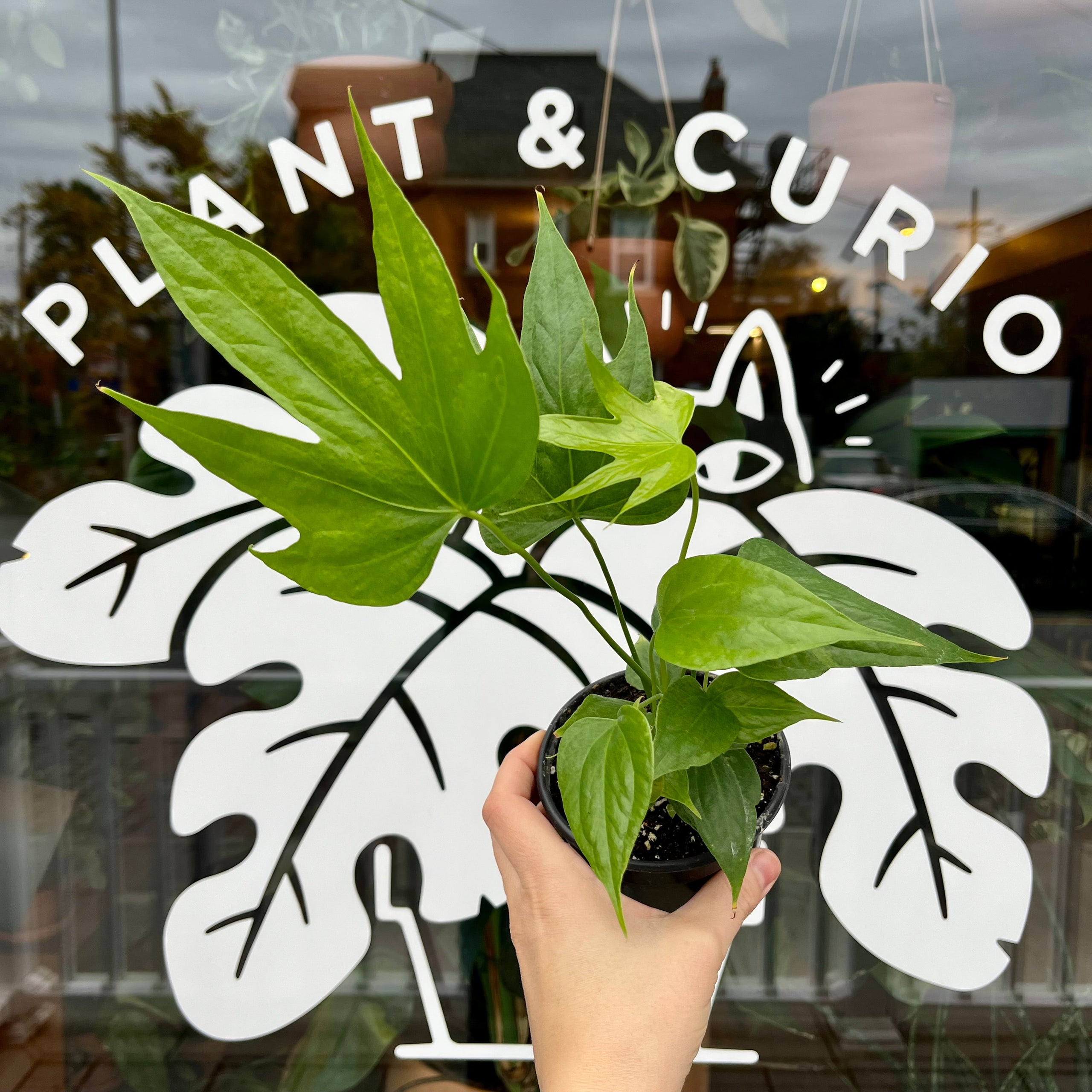 Anthurium pedatoradiatum 'Fingers' | Plant & Curio