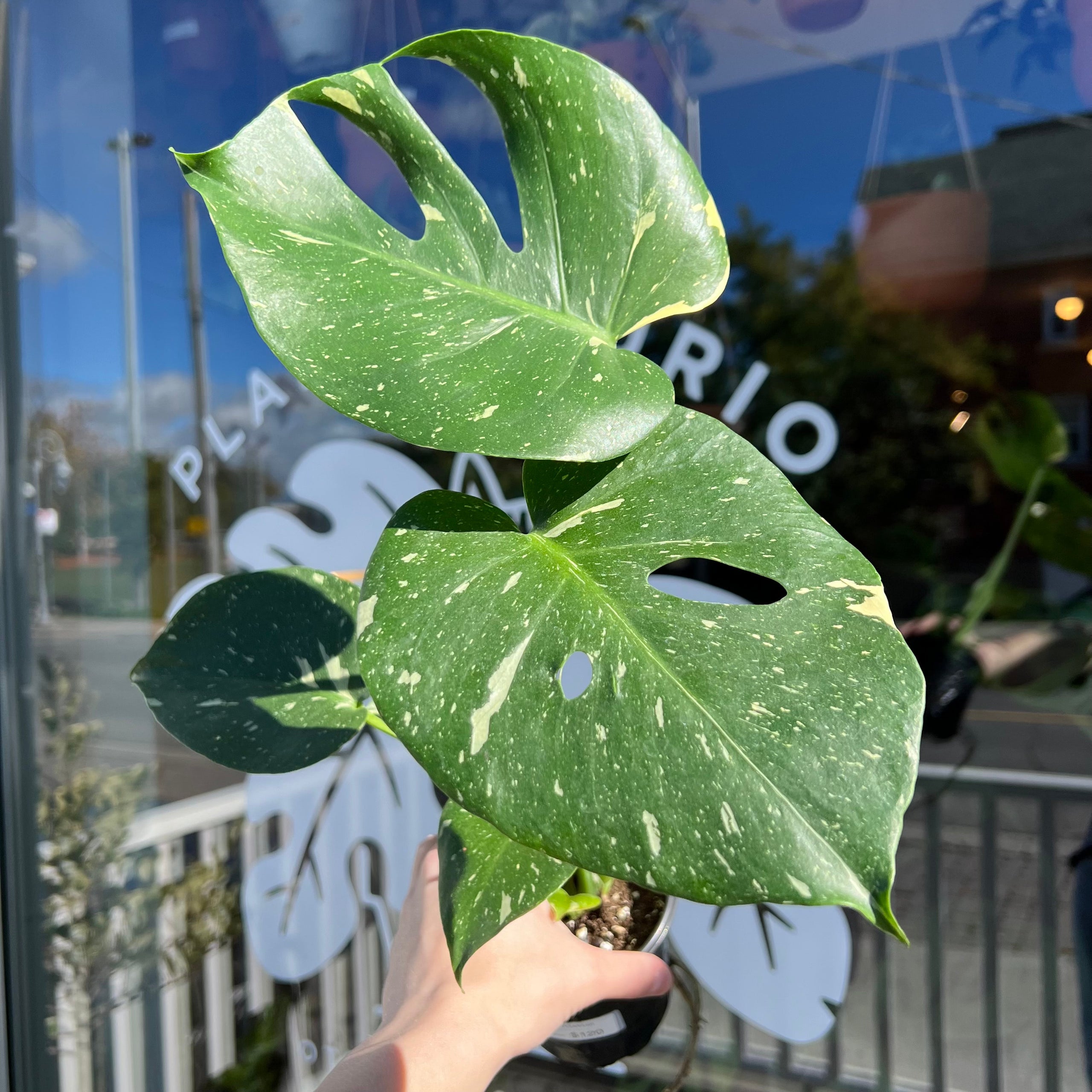 Monstera 'Thai Constellation' | Plant & Curio