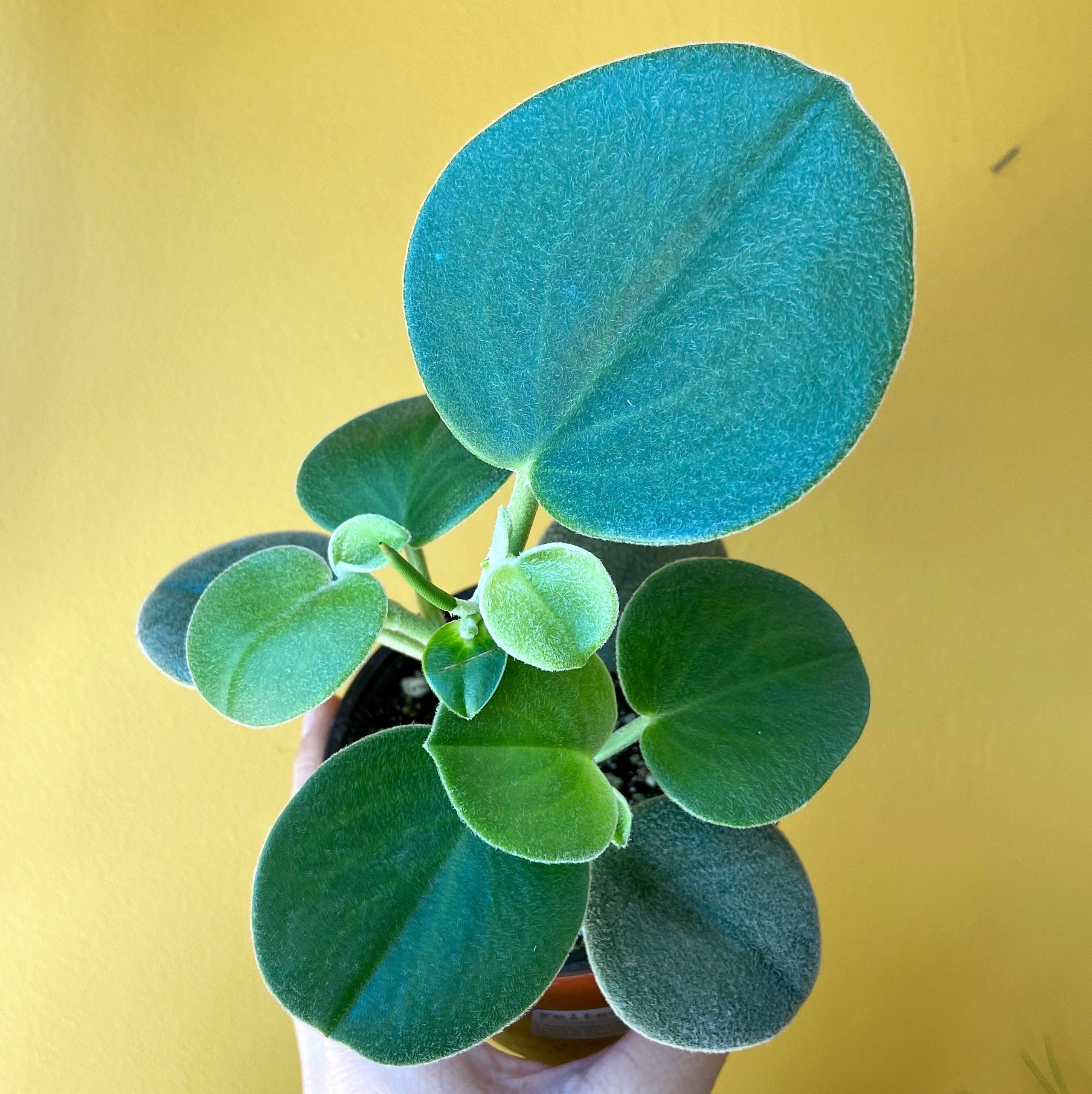 Peperomia incana | Plant & Curio