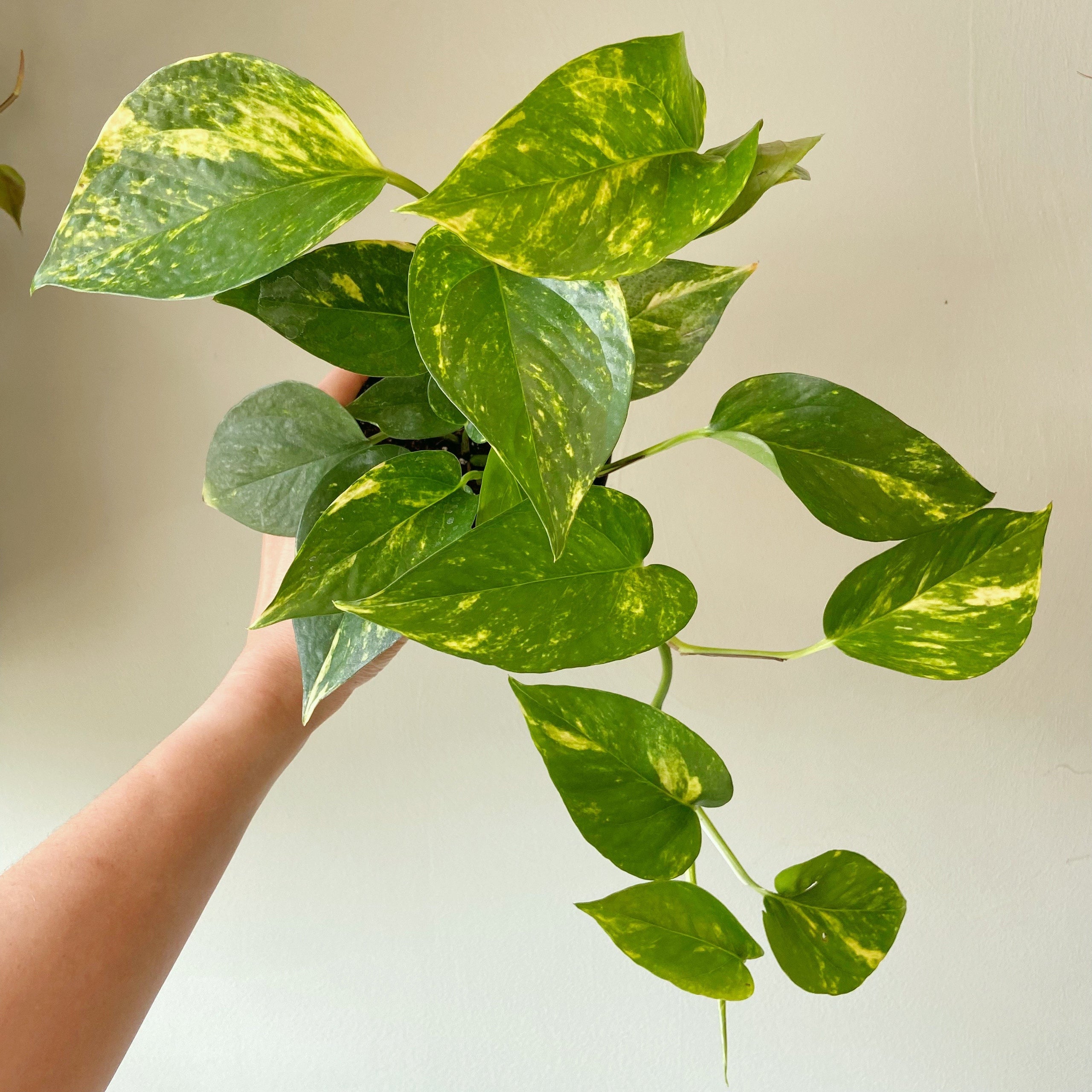 Golden Pothos | Plant & Curio