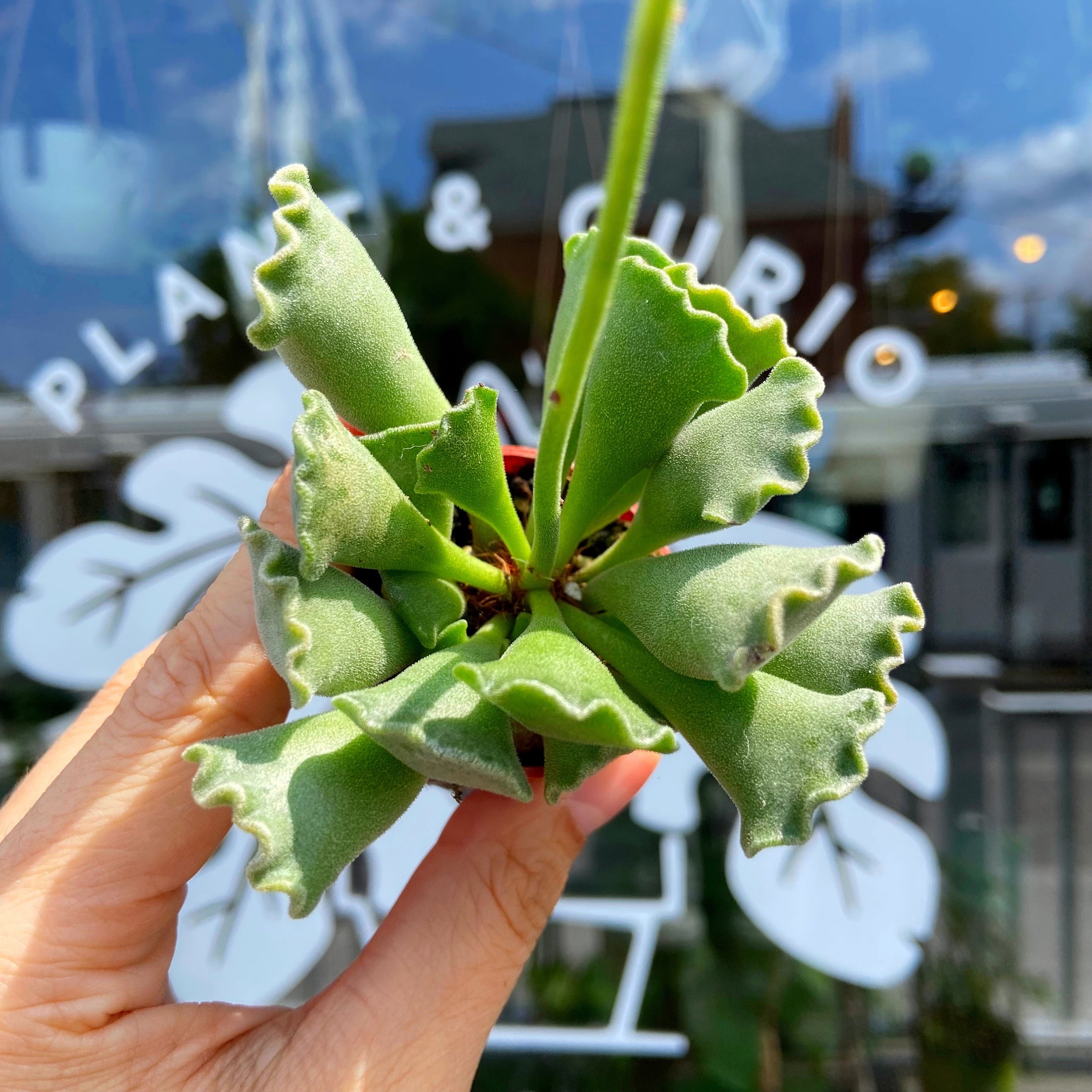 Crinkle Leaf Plant (Adromischus cristatus) | Plant & Curio