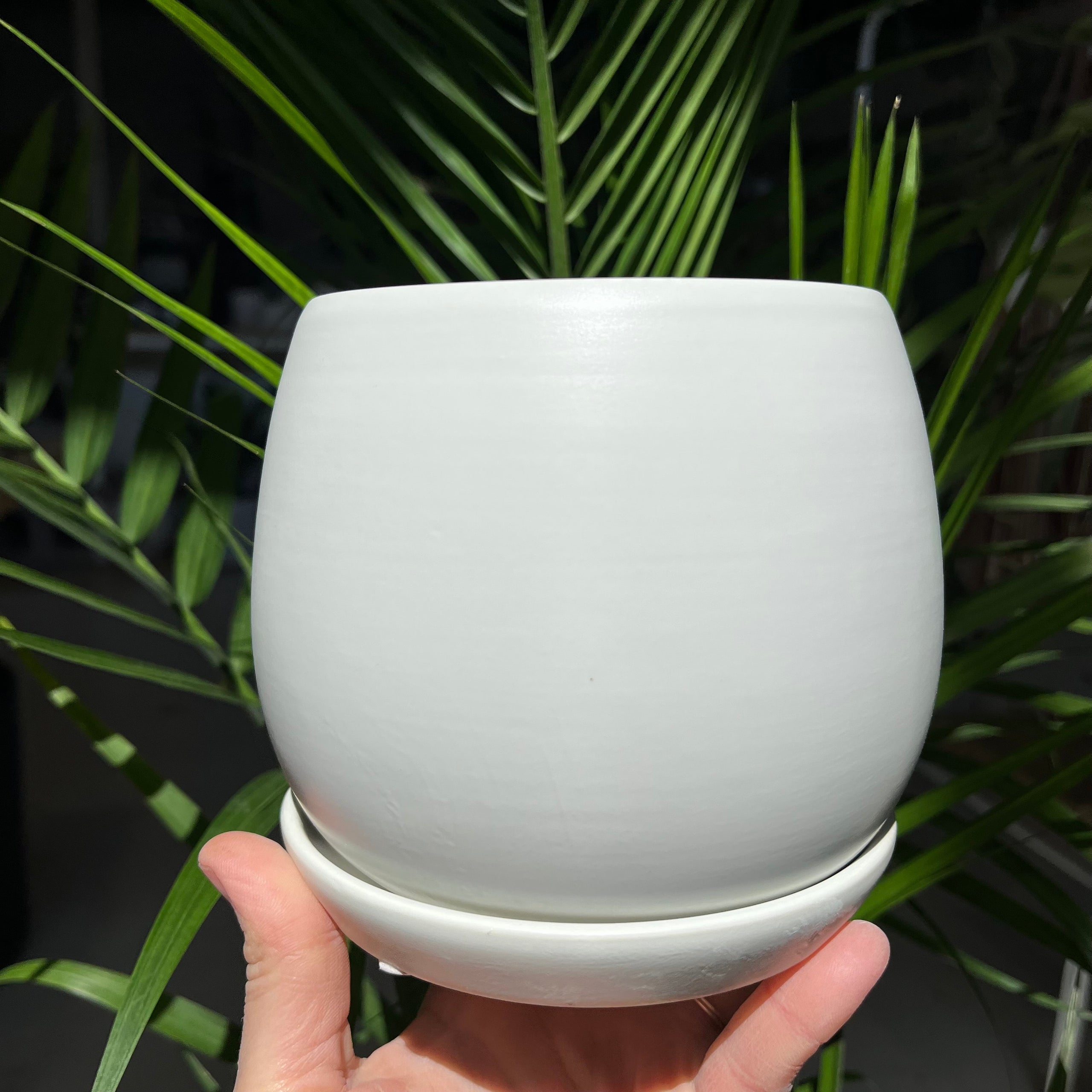 Flora Pots | Plant & Curio