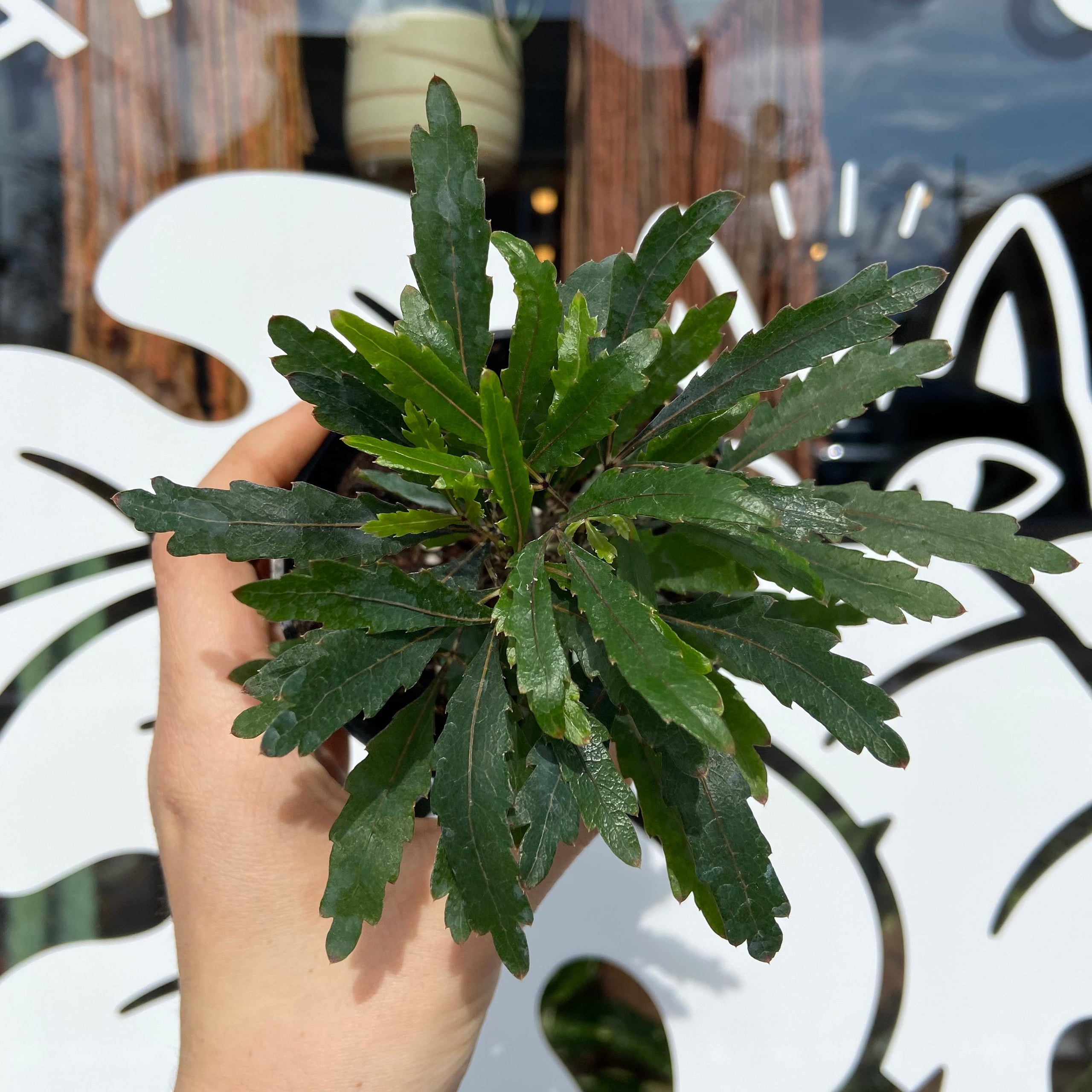 False Aralia (Plerandra elegantissima) | Plant & Curio