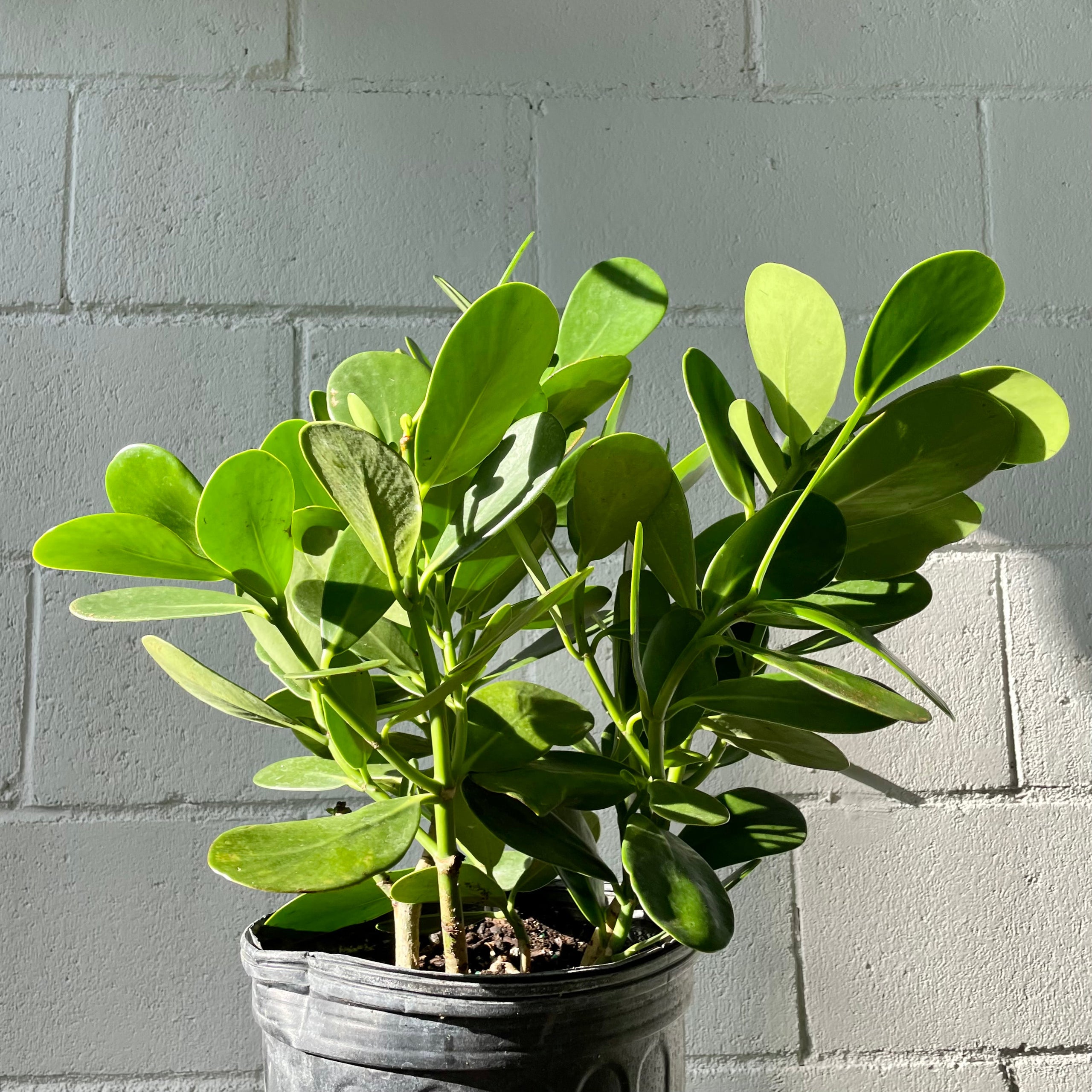 Clusia | Plant & Curio