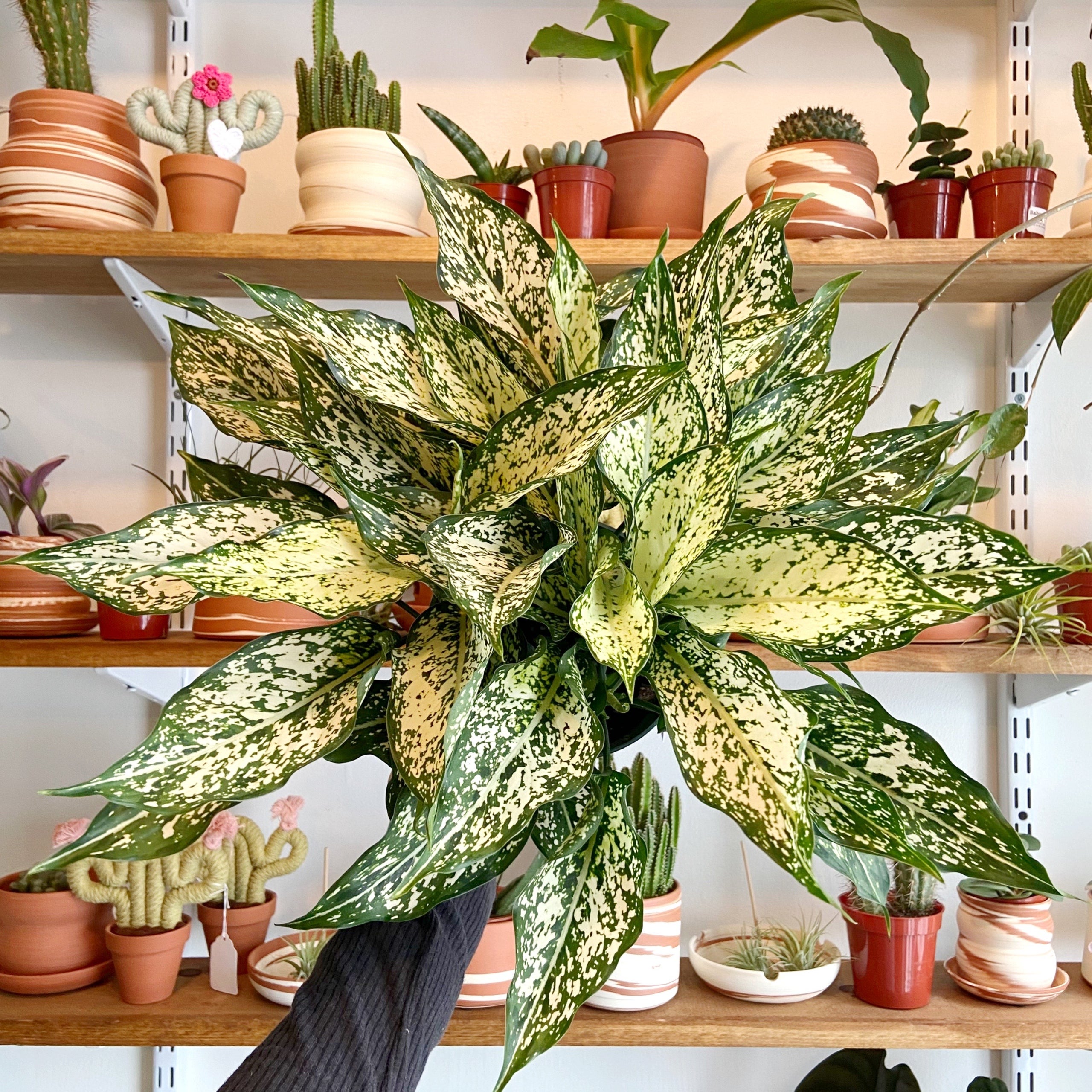Aglaonema 'Spring Snow' | Plant & Curio