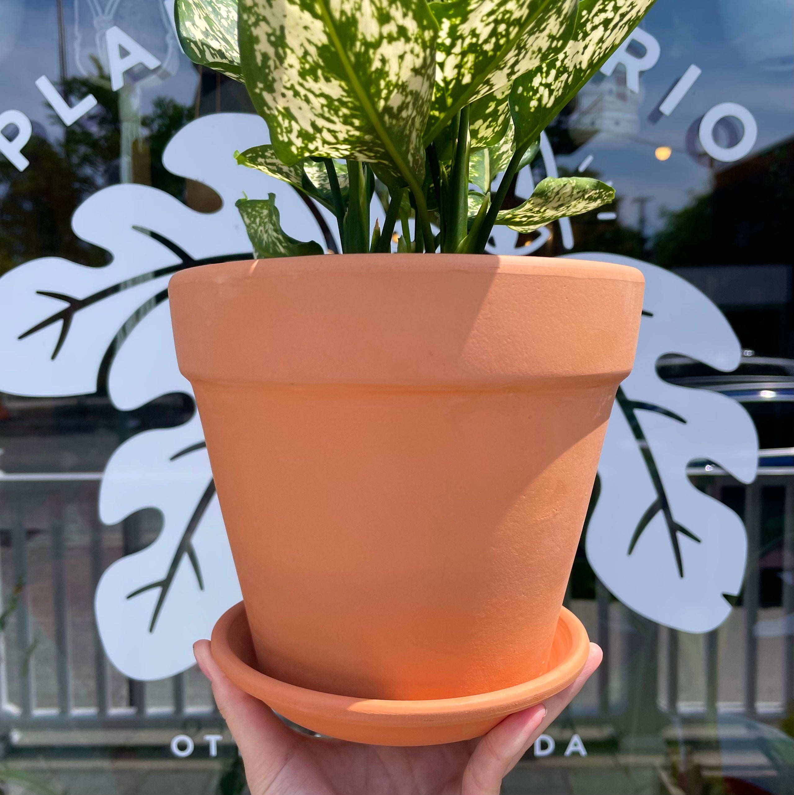 Terracotta - Flora Pots | Plant & Curio