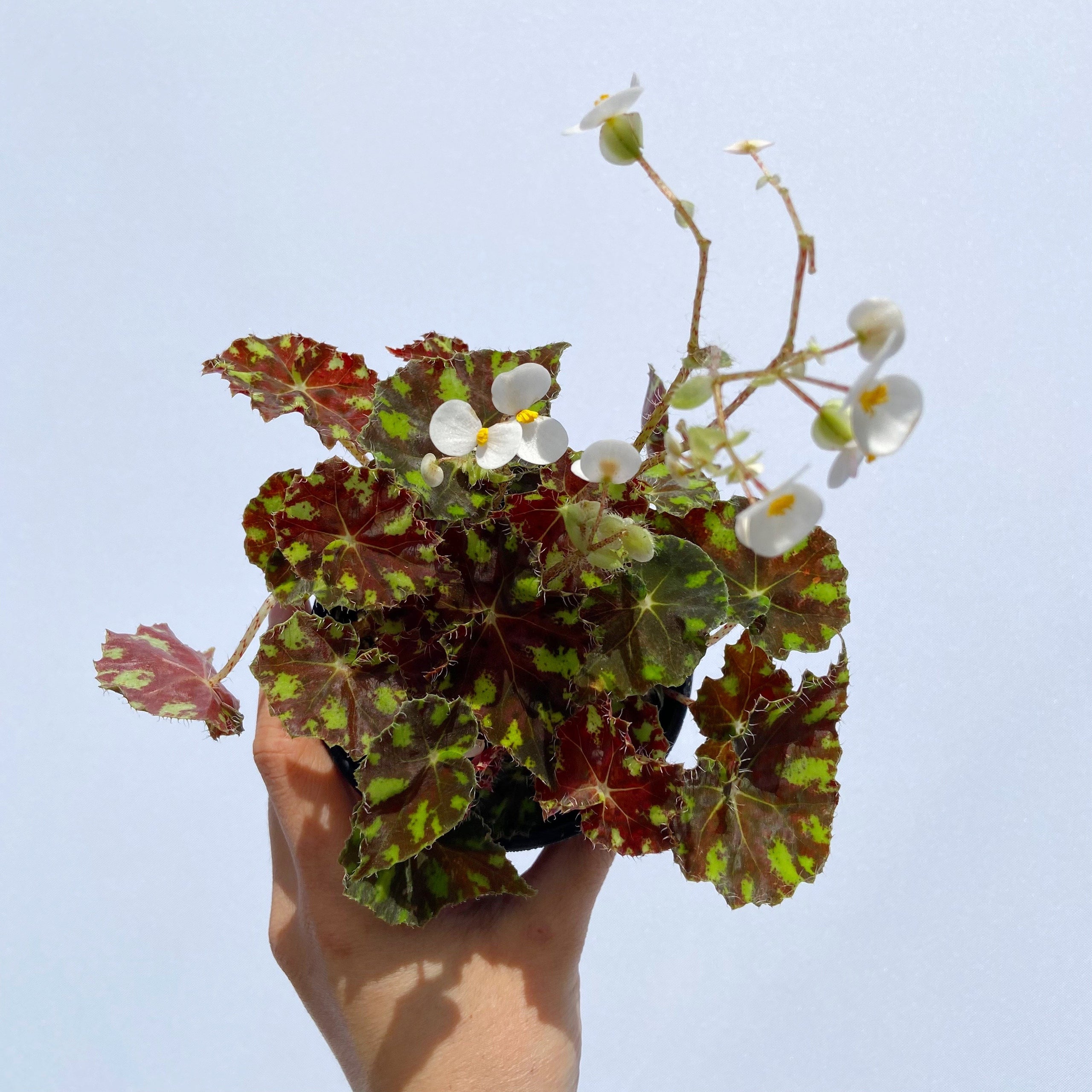 Begonia 'Tiger Paw' | Plant & Curio