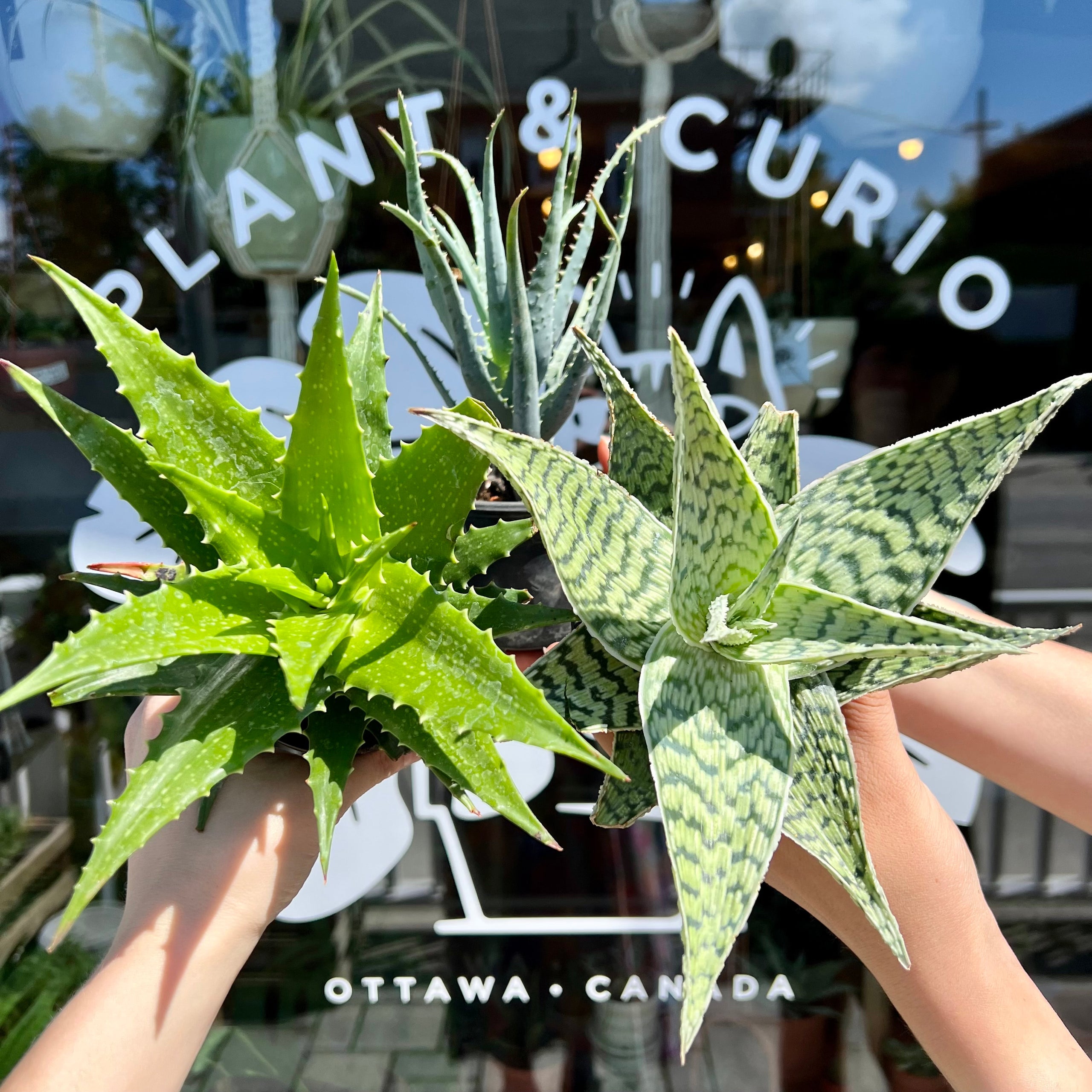 Aloe Varieties | Plant & Curio