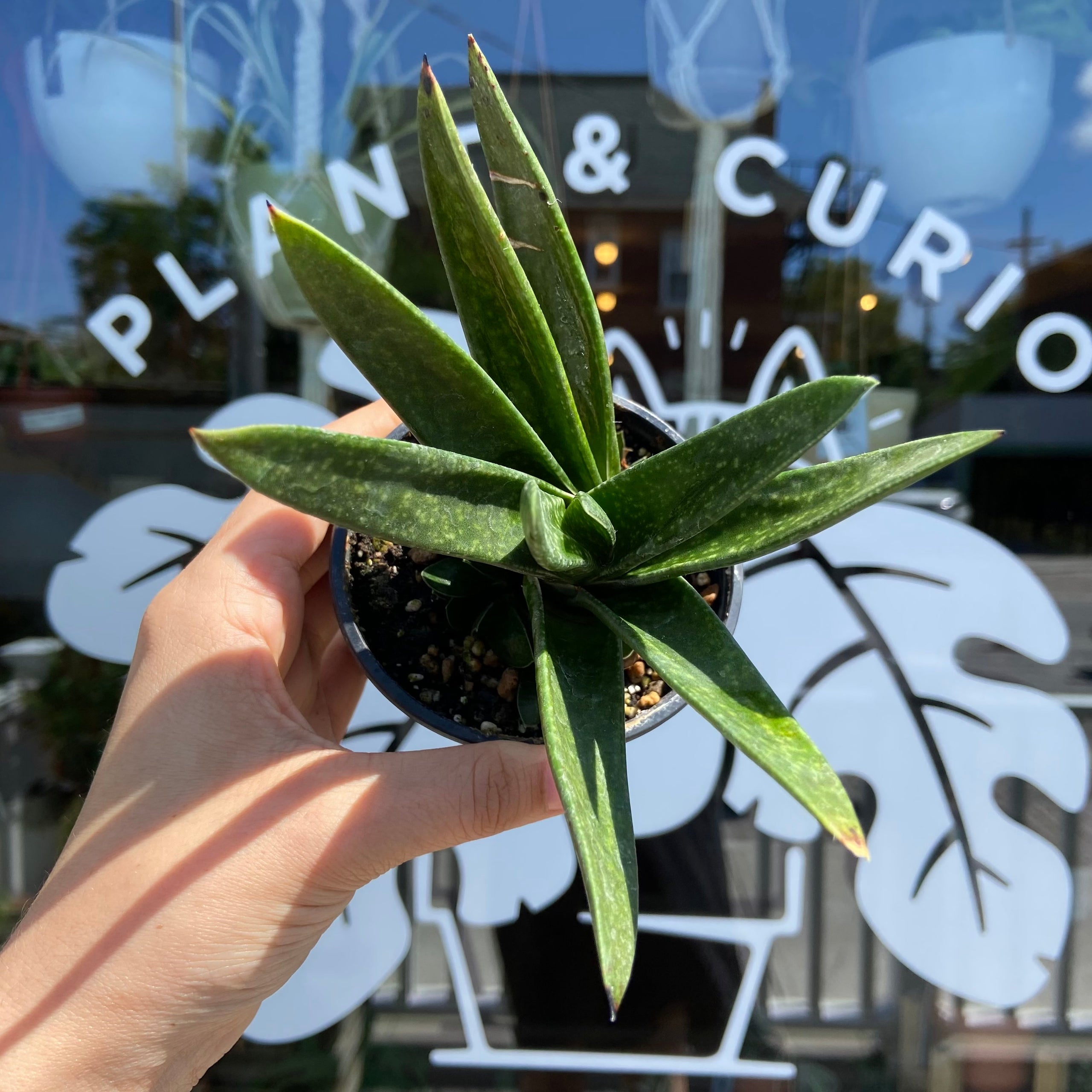 Gasteria Varieties | Plant & Curio