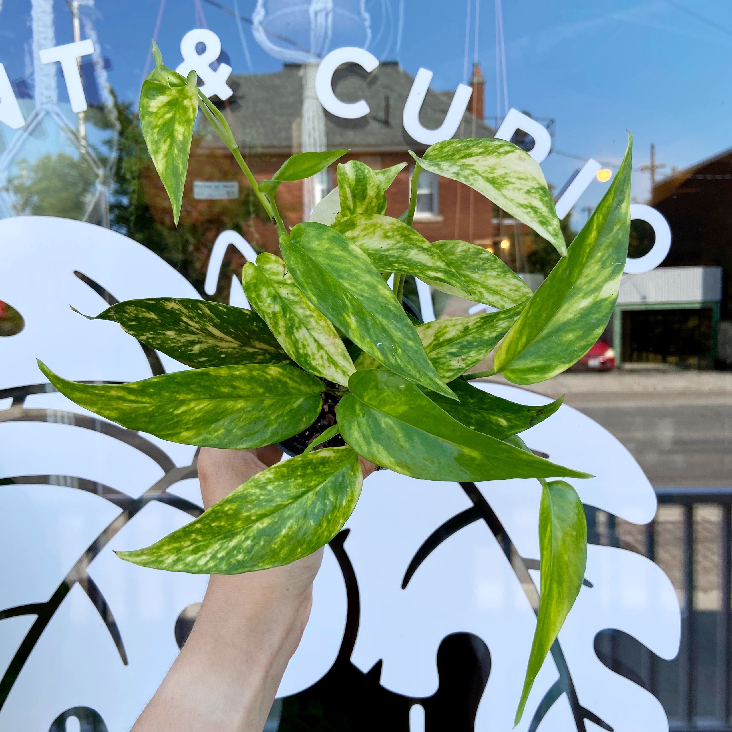 Epipremnum pinnatum 'Neon' | Plant & Curio Epipremnum pinnatum 'Neon' | Plant & Curio