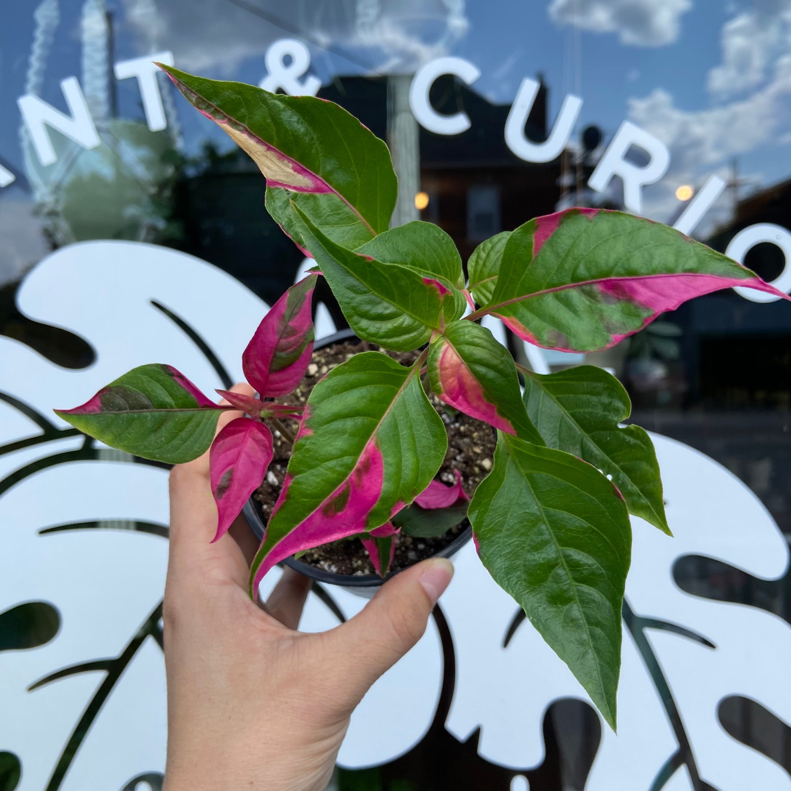 Alternanthera 'Party Time' | Plant & Curio