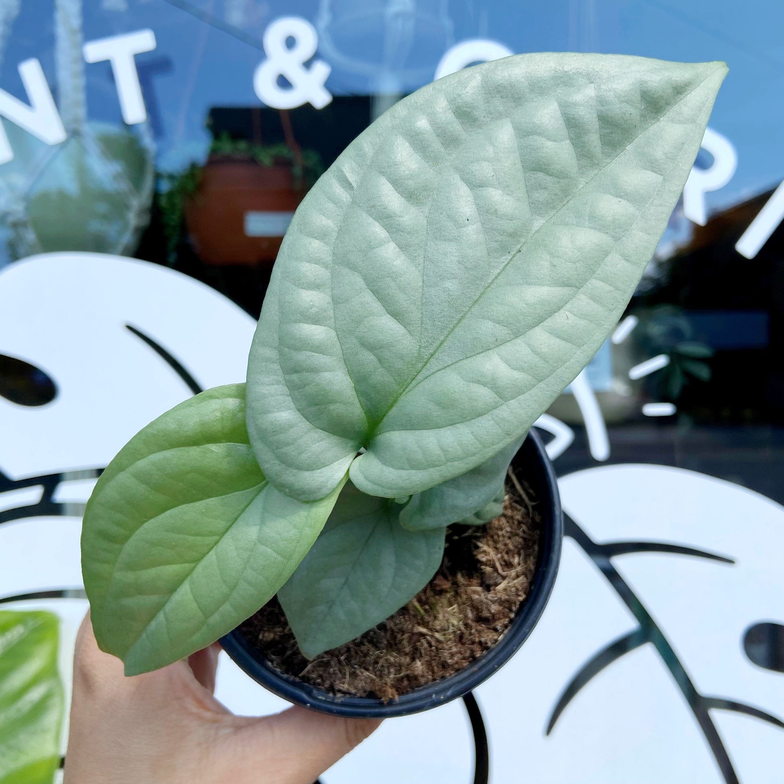 Amydrium medium 'Silver' | Plant & Curio
