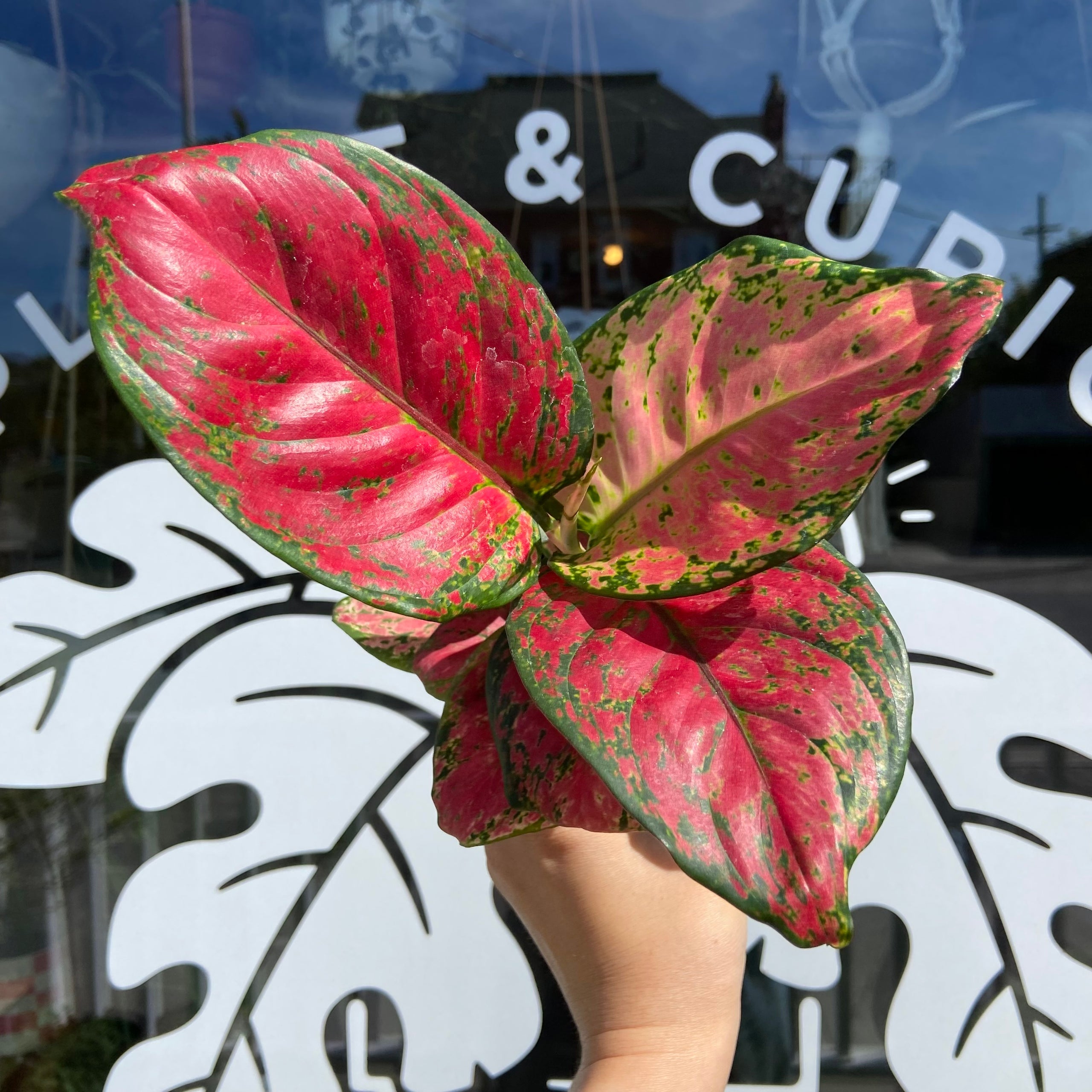 Aglaonema 'Red Ruby' | Plant & Curio