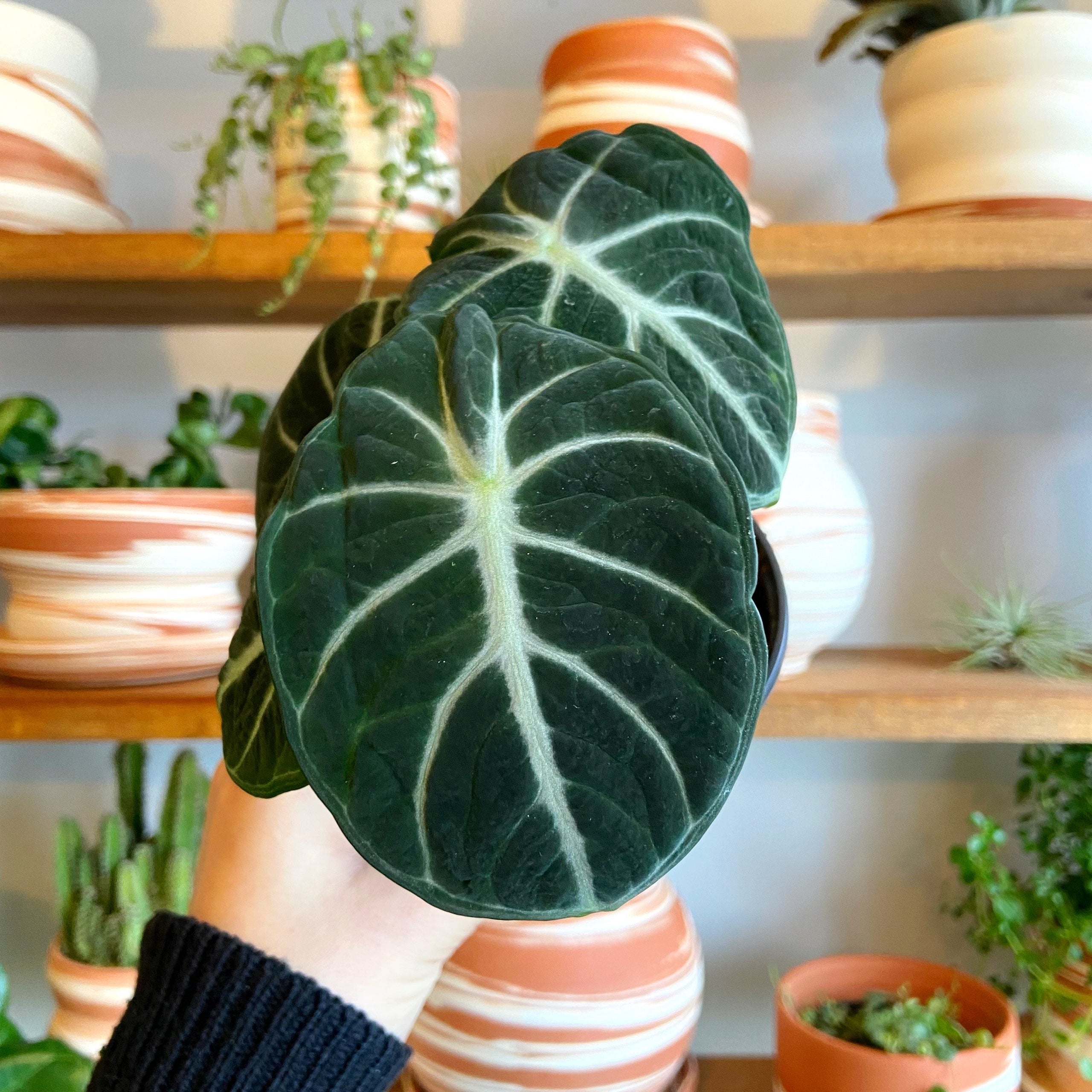 Alocasia 'Ninja' | Plant & Curio