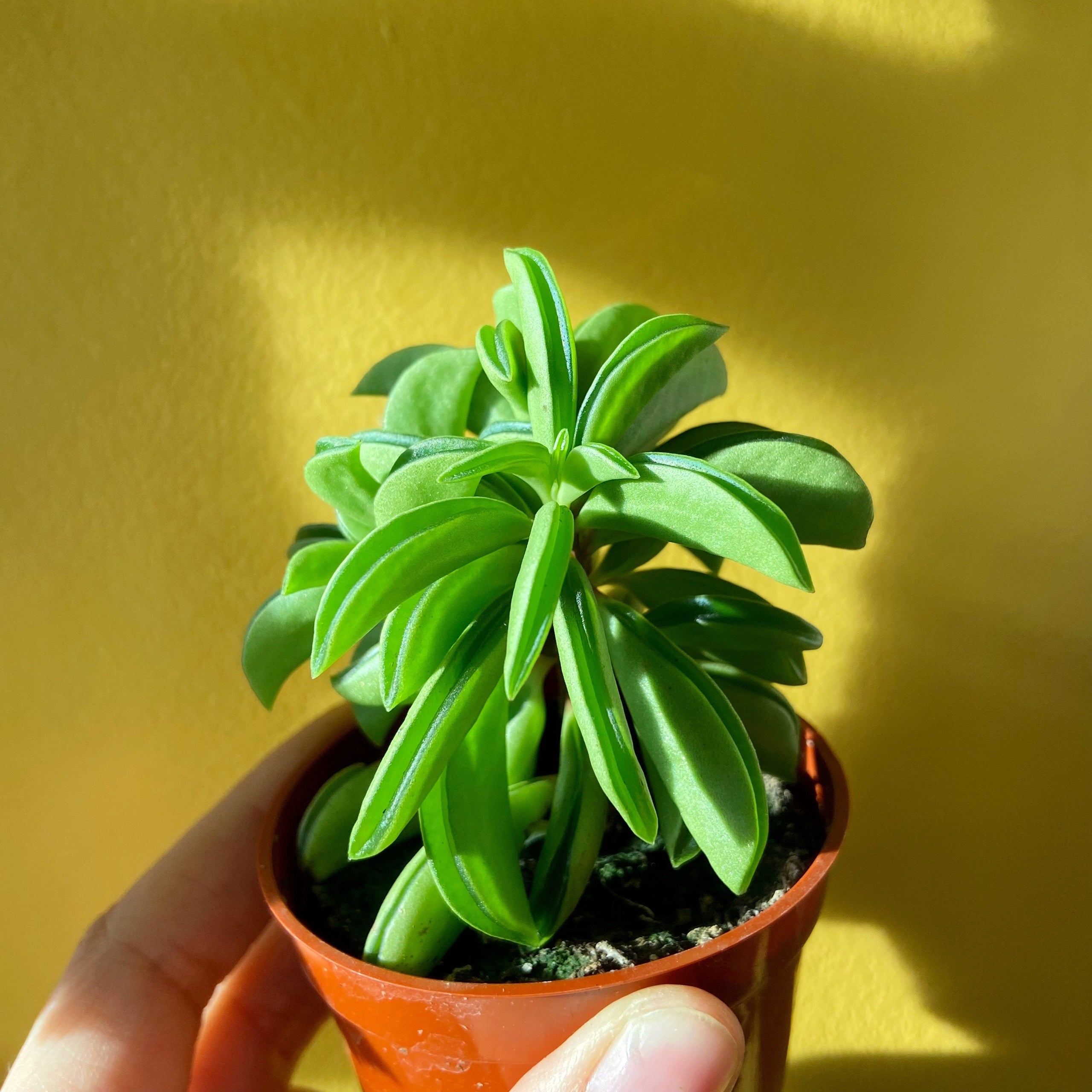 Peperomia Taco Leaf | Plant & Curio