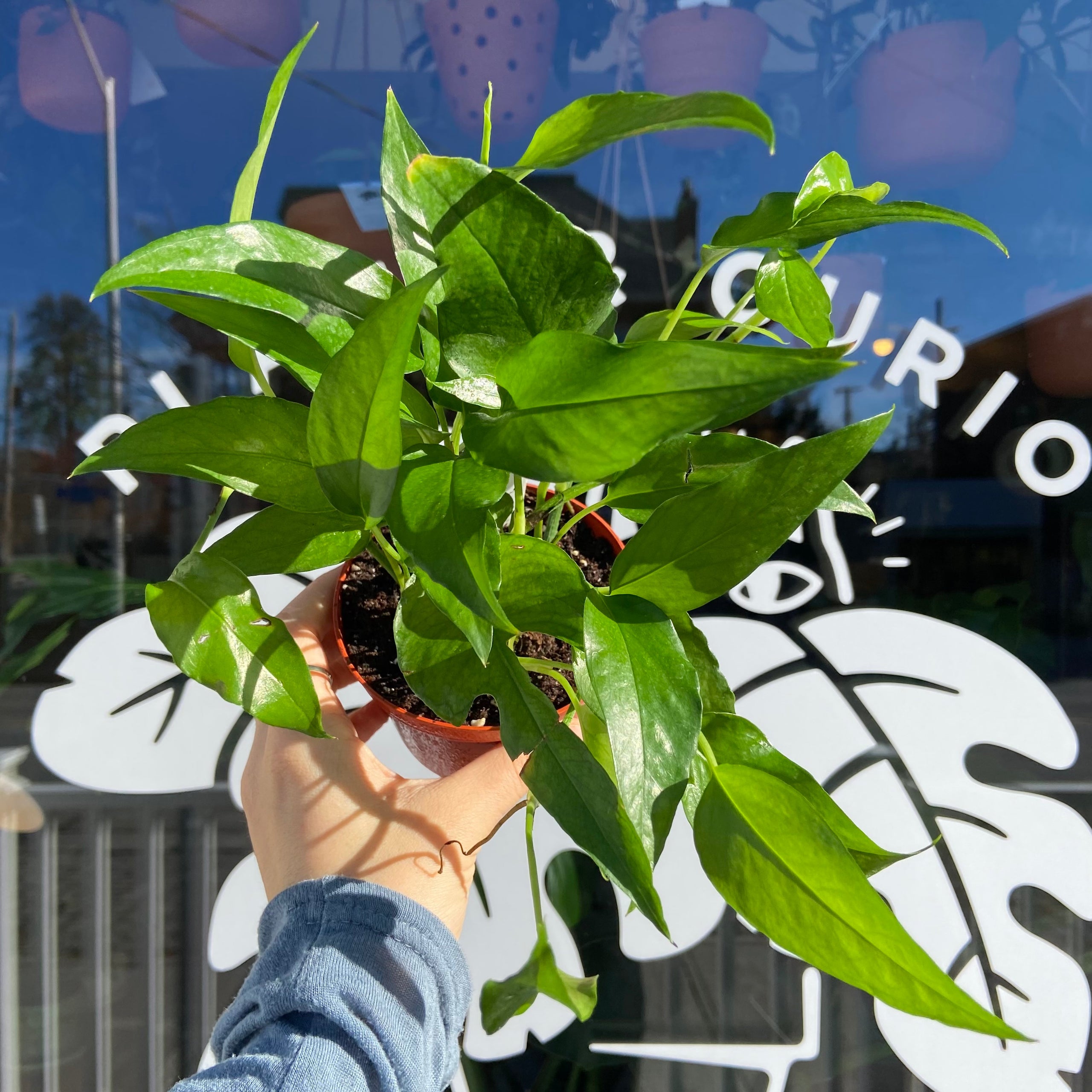 Epipremnum 'Skeleton Key' | Plant & Curio