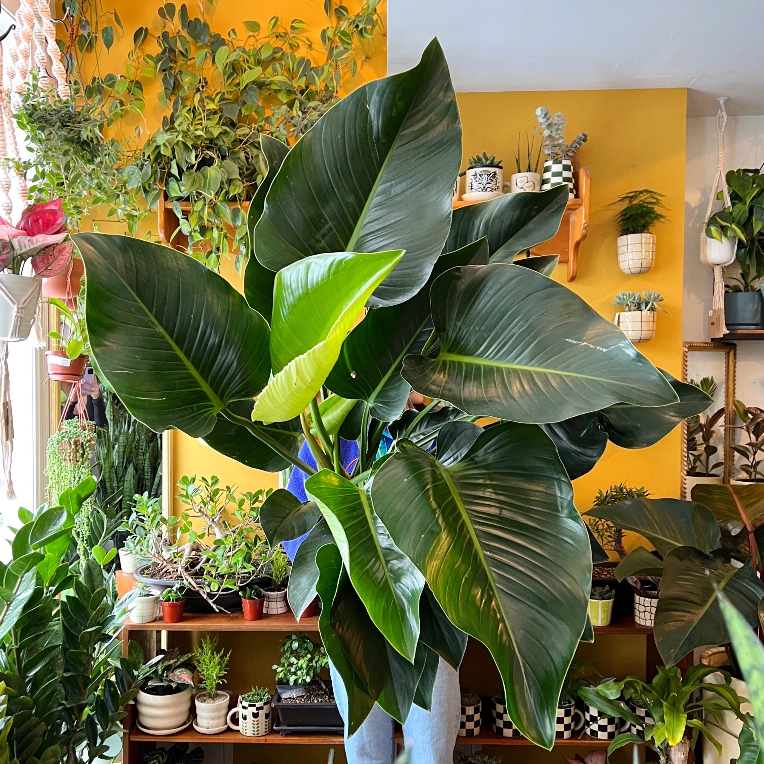 Philodendron congo green store
