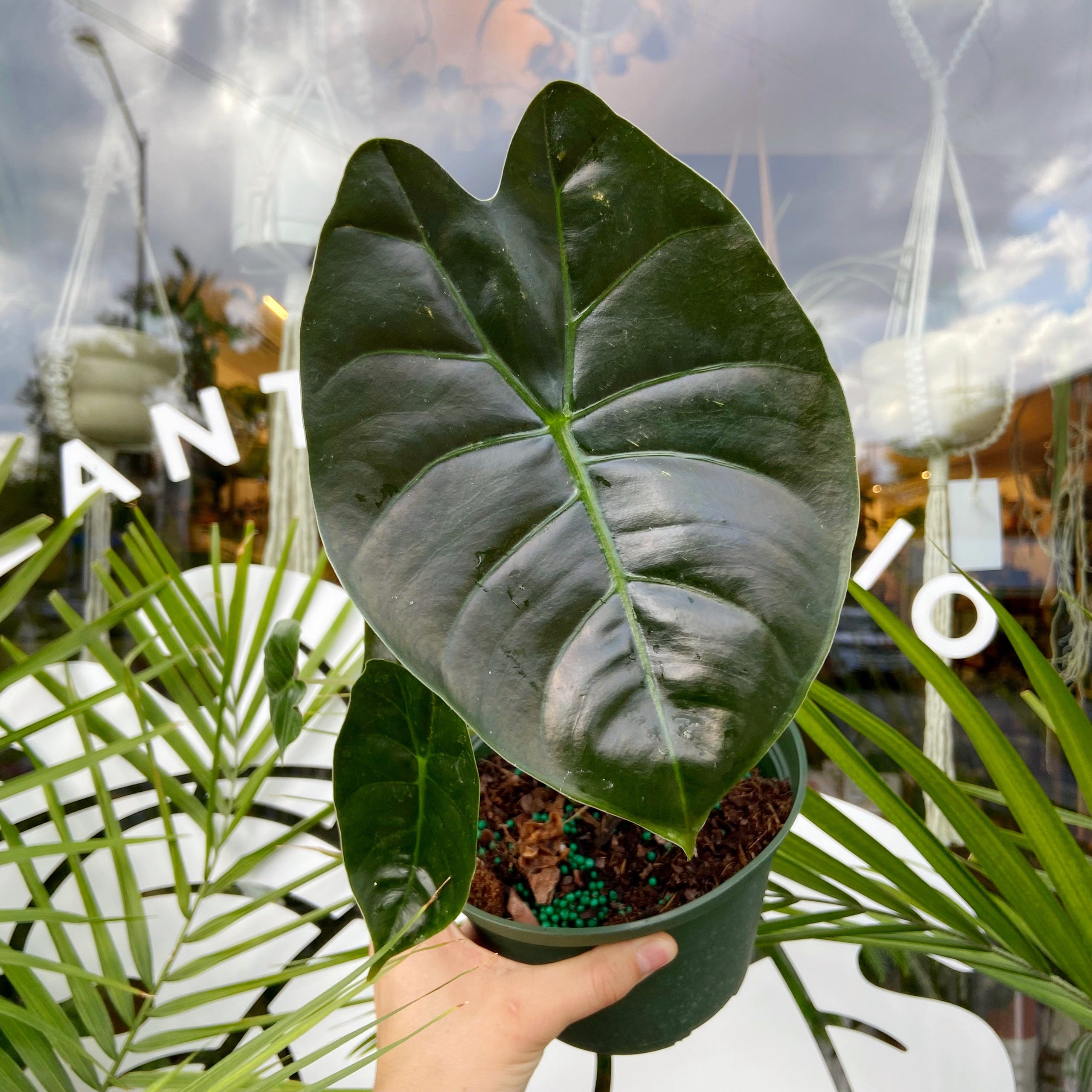 Alocasia 'Golden Bone' | Plant & Curio
