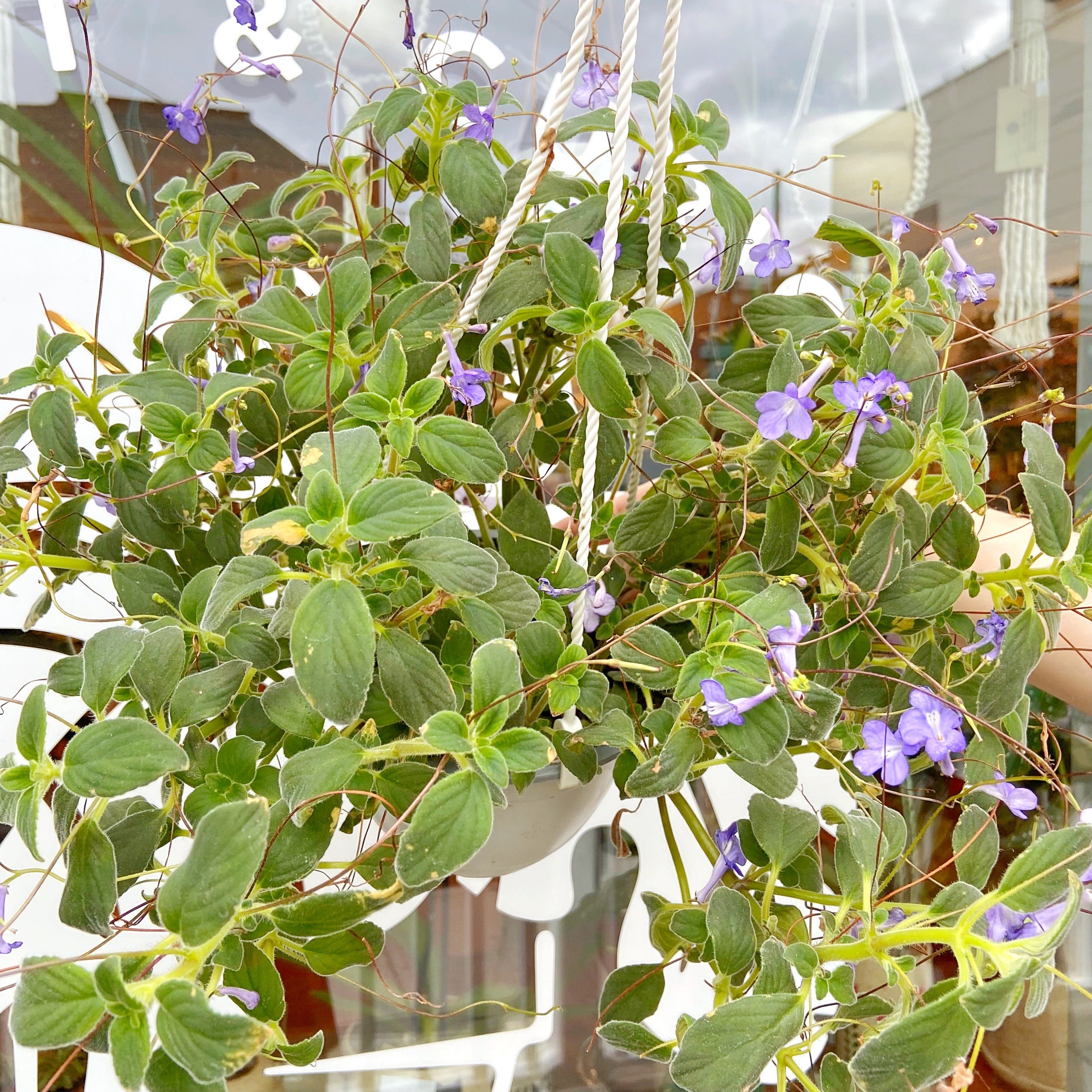 Concord Blue (Streptocarpus saxorum) | Plant & Curio