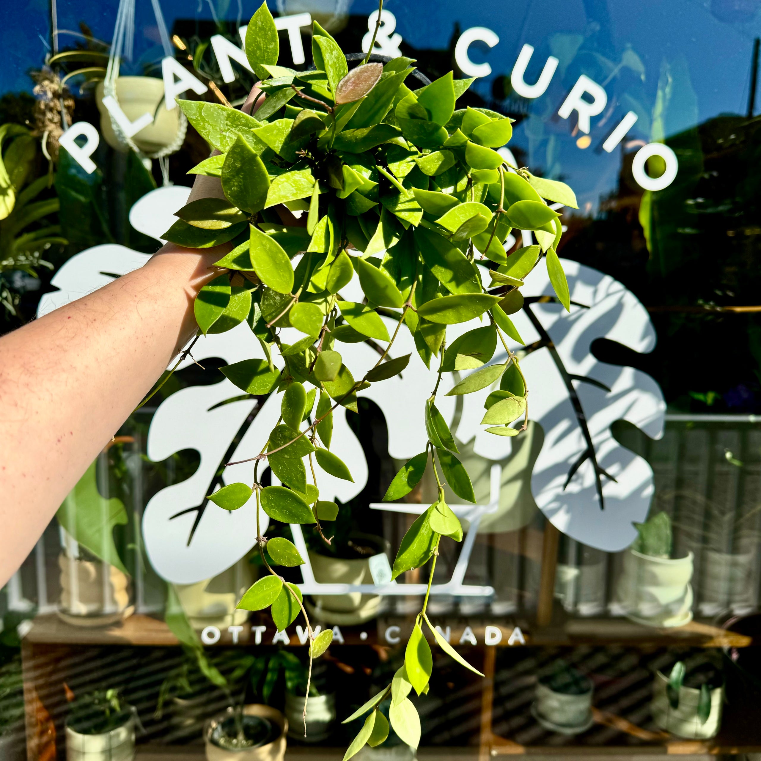 Hoya gracillis | Plant & Curio