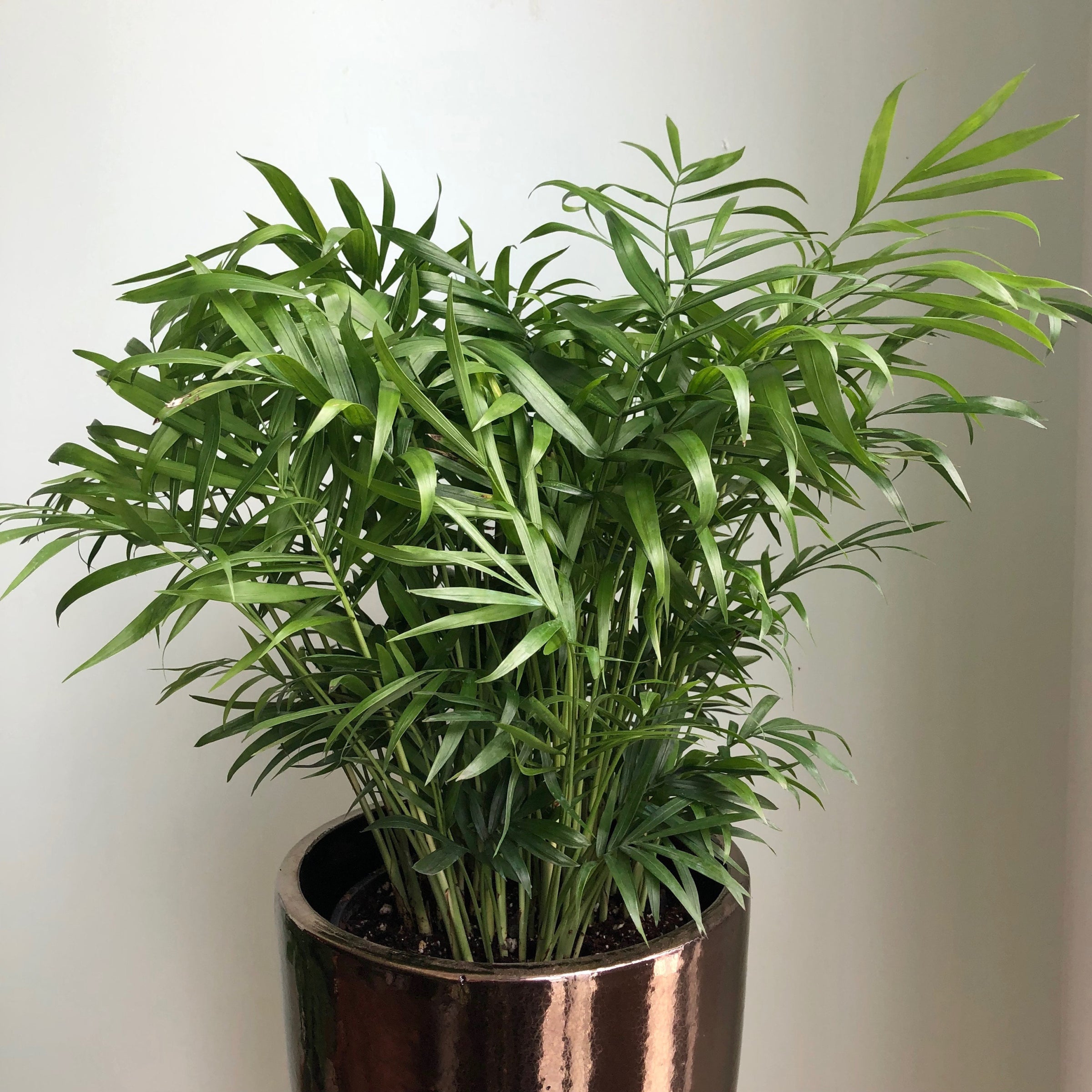 Bella Palm | Plant & Curio