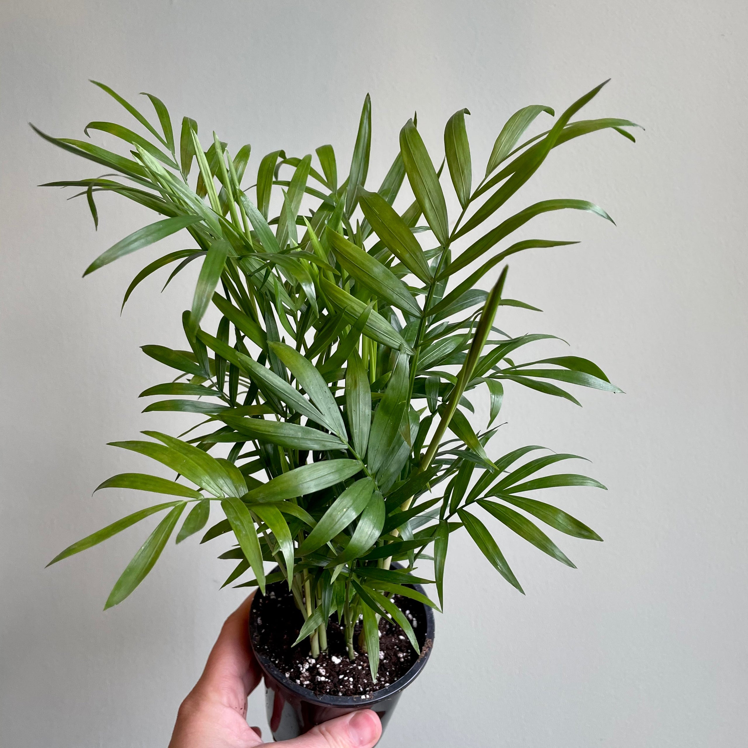 Bella Palm | Plant & Curio
