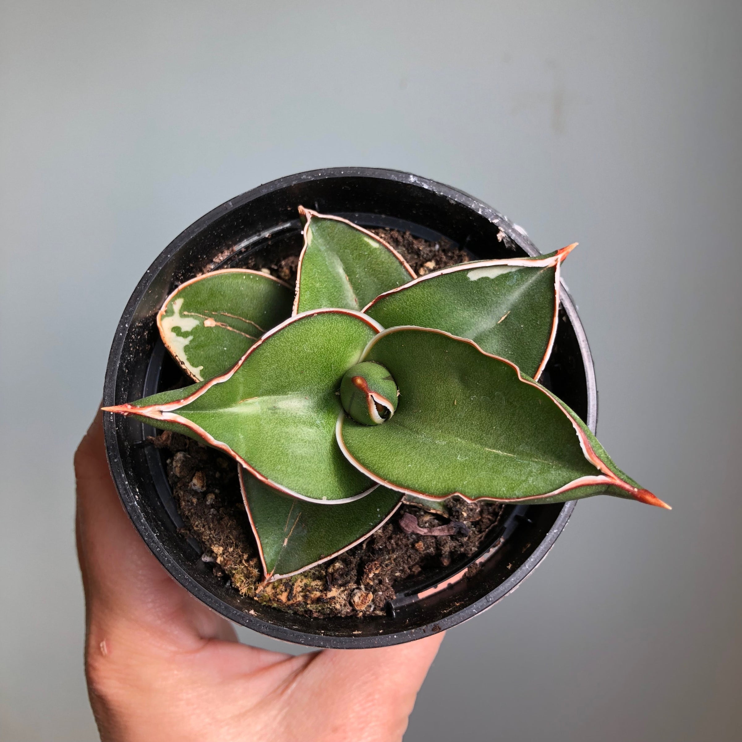 Sansevieria Samurai Dwarf | Plant & Curio