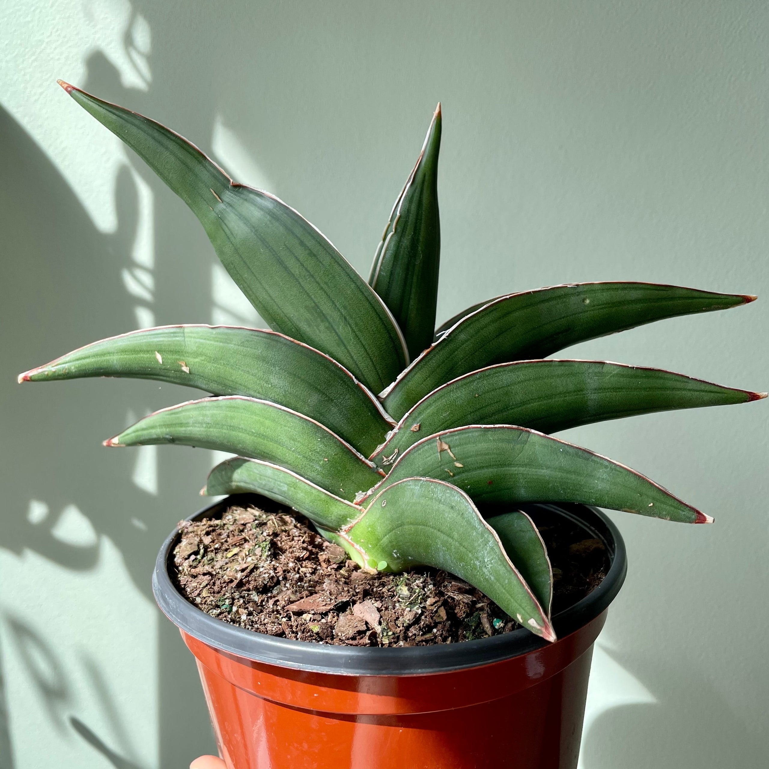 Sansevieria Samurai Dwarf | Plant & Curio