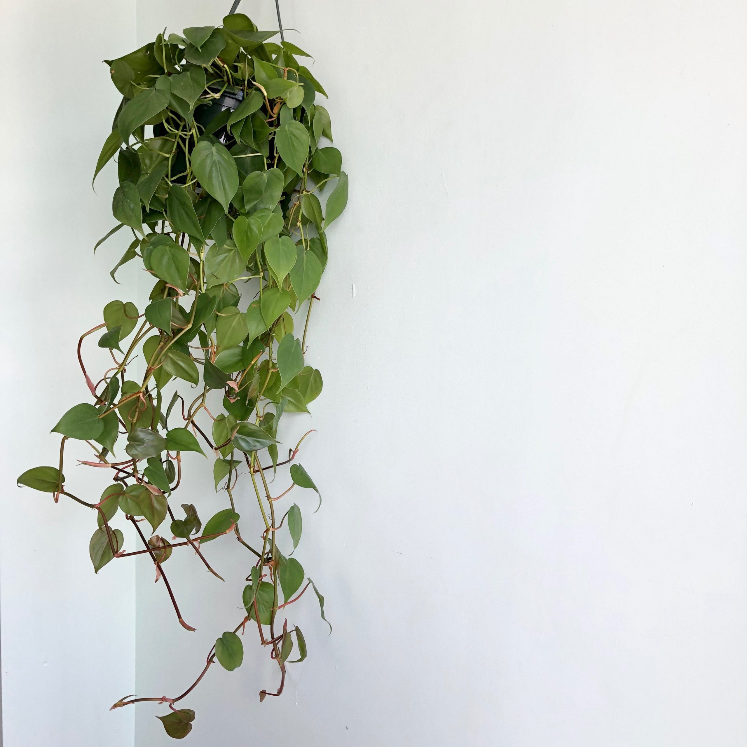 Heart Leaf Philodendron | Plant & Curio