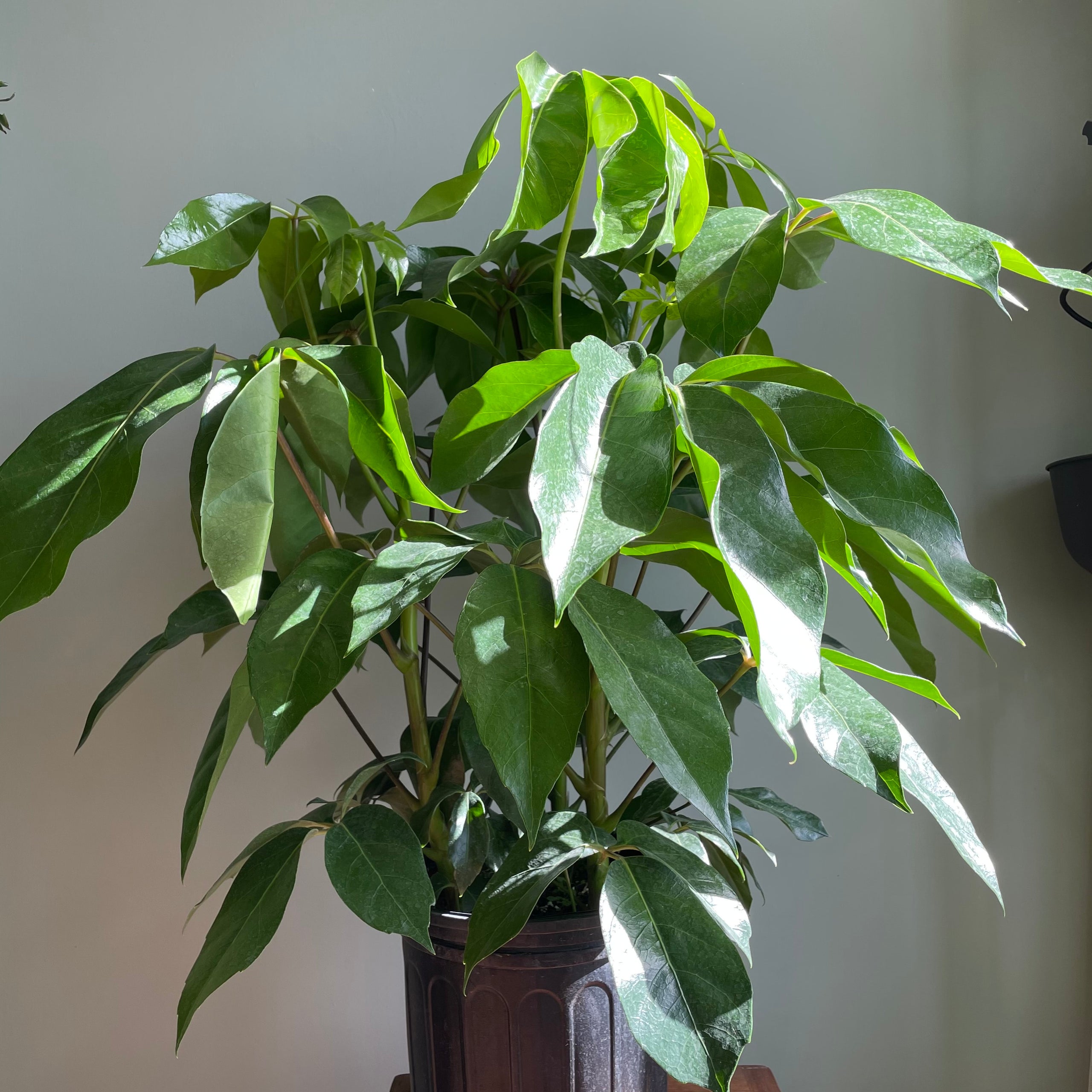 Schefflera Amate Tree | Plant & Curio