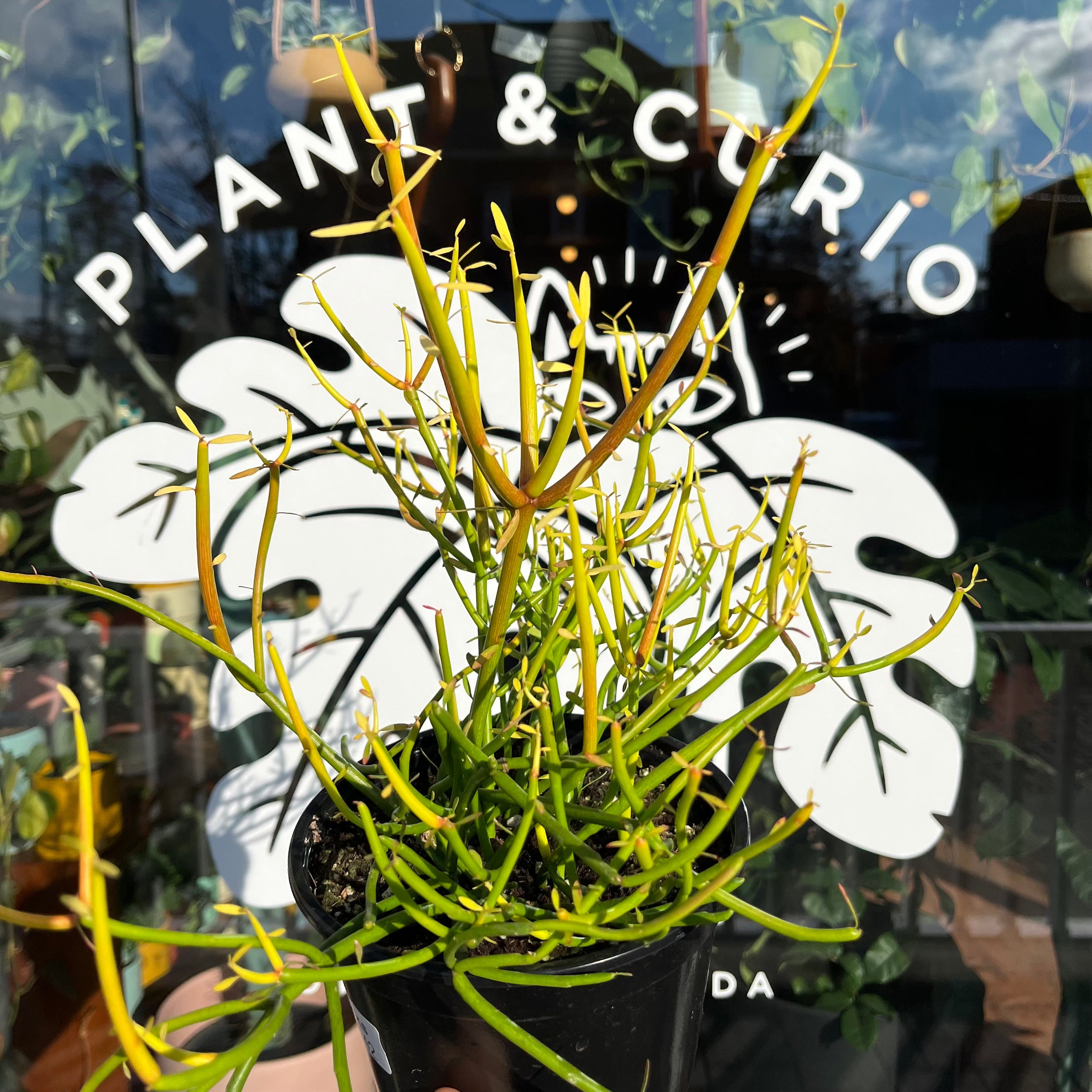 Pencil Cactus Euphorbia | Plant & Curio