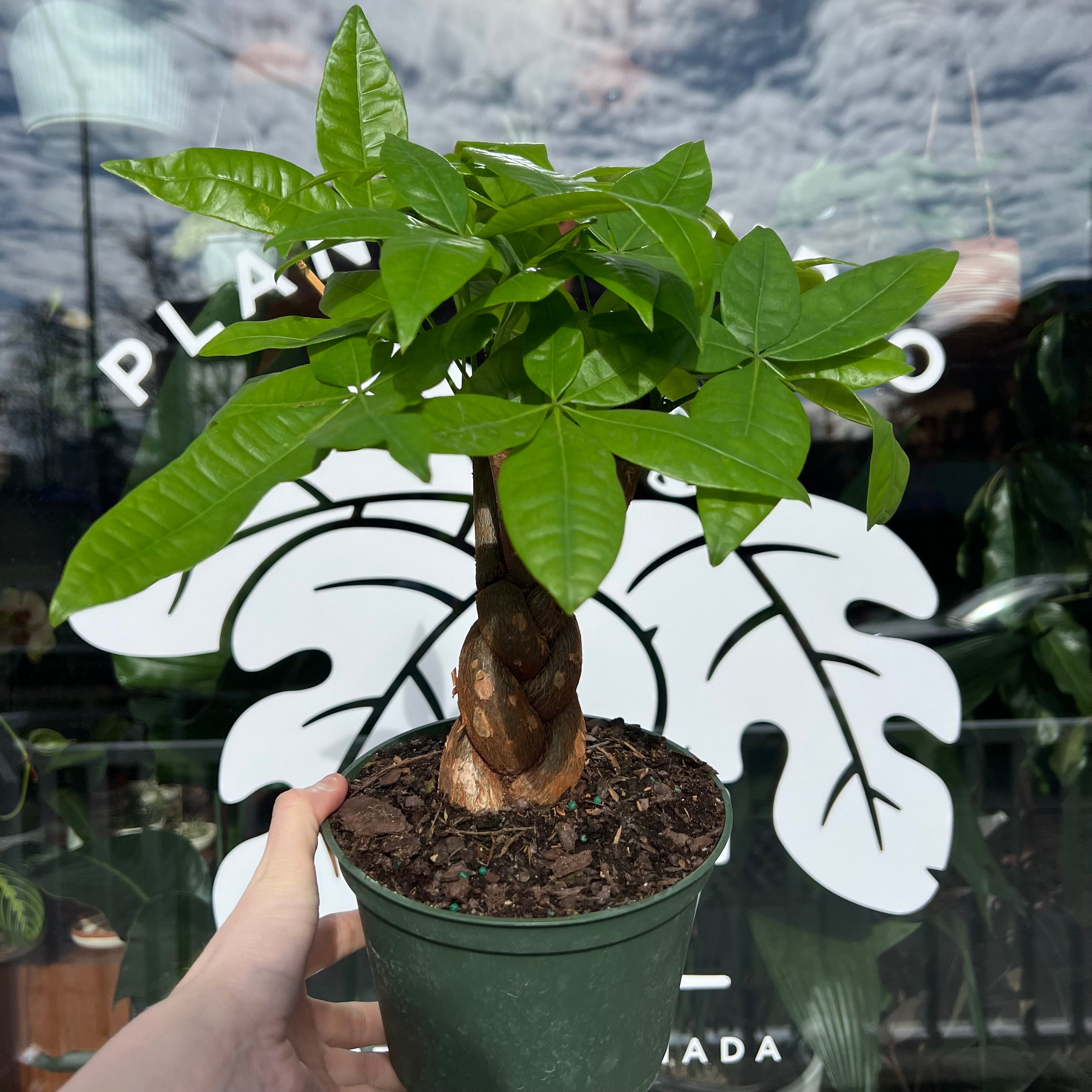 Real money tree plant store