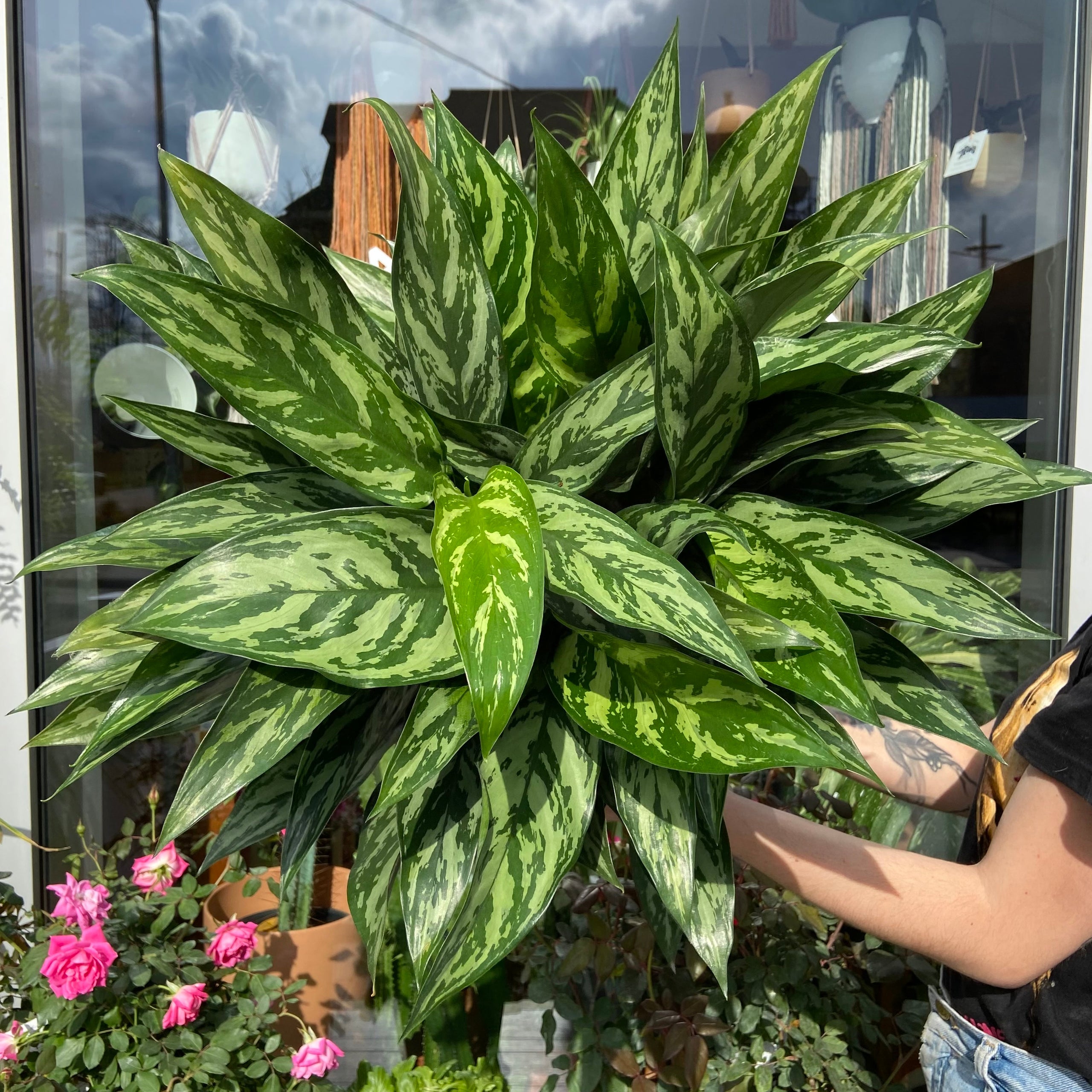 Aglaonema Tigress
