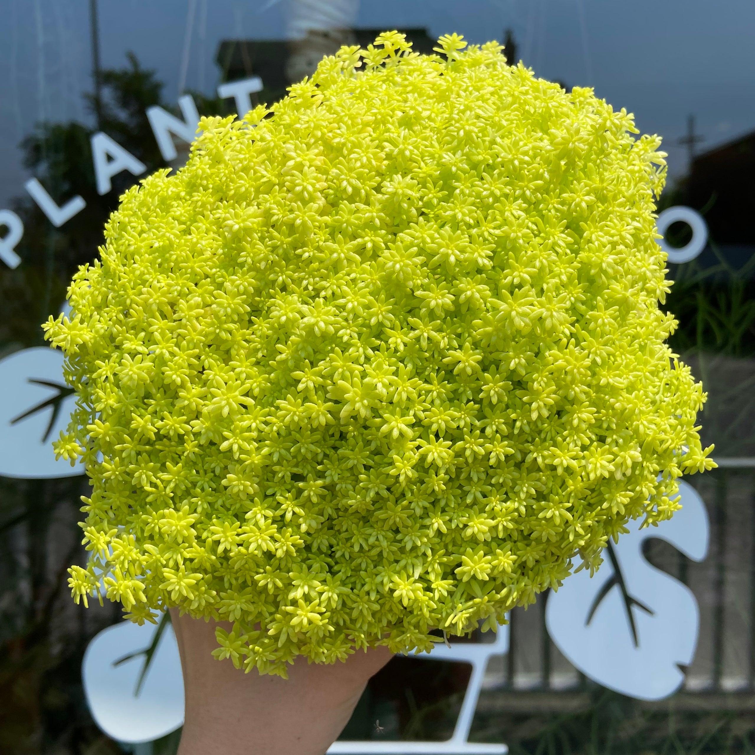 Sedum 'Fine Gold Leaf' | Plant & Curio