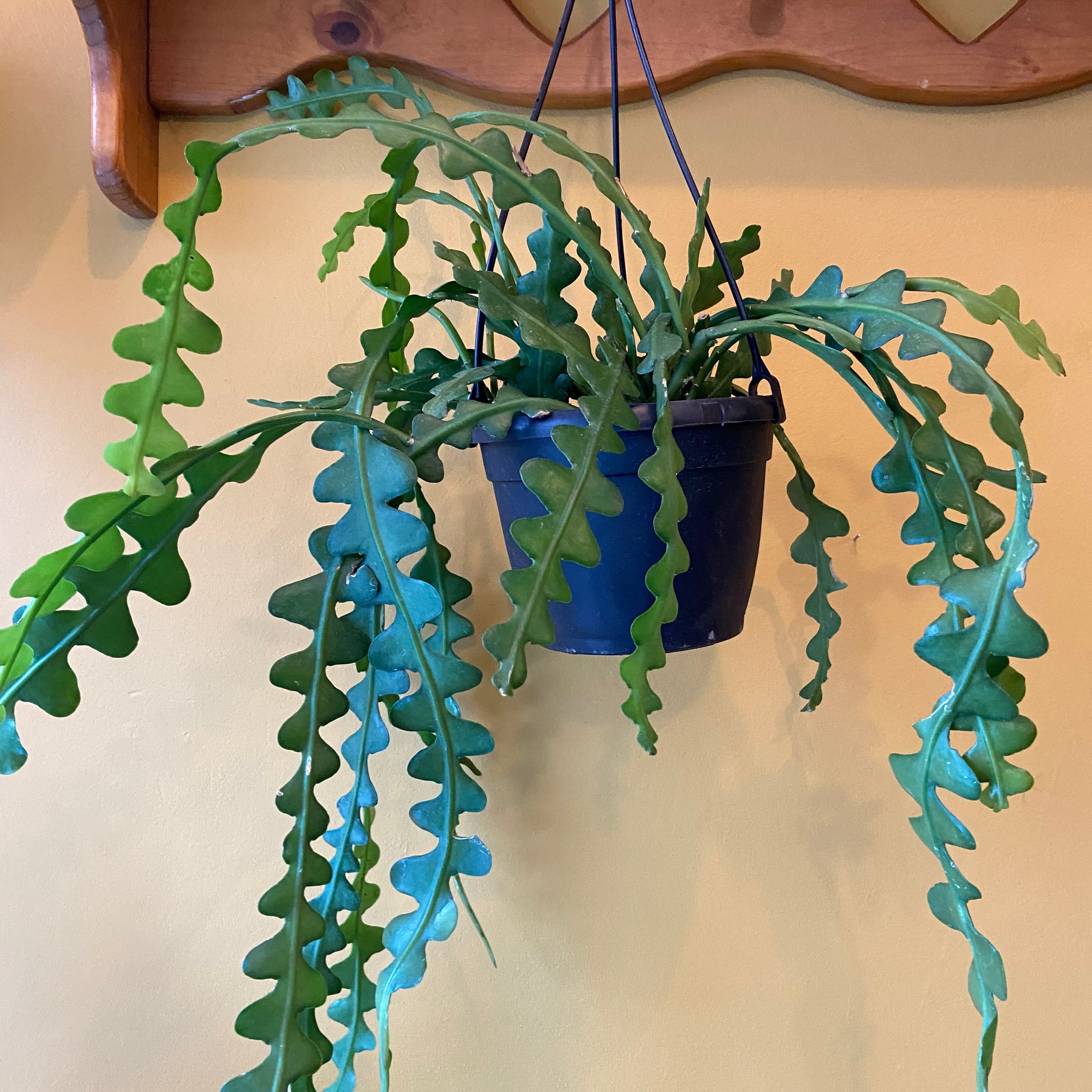 Zig Zag Cactus | Plant & Curio