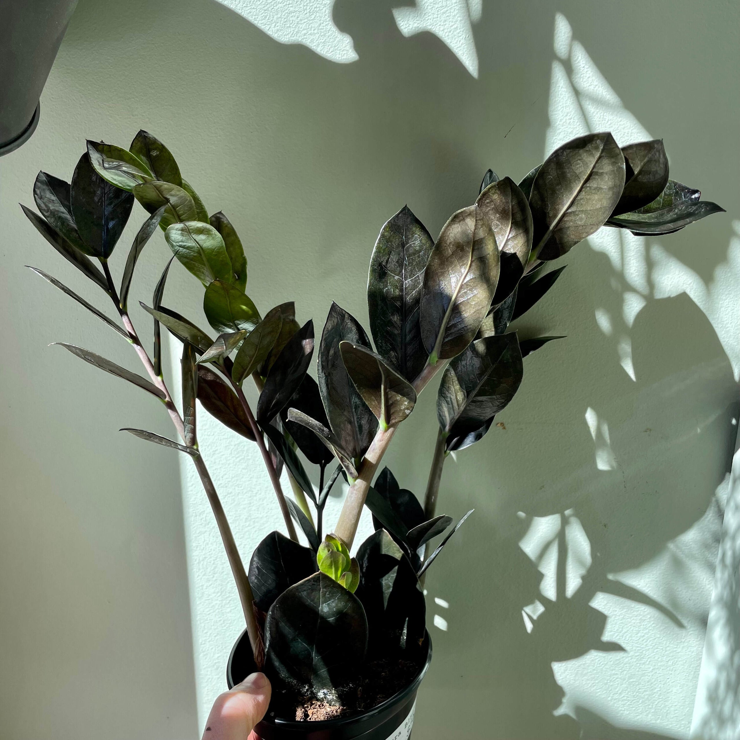 ZZ Raven | Plant & Curio