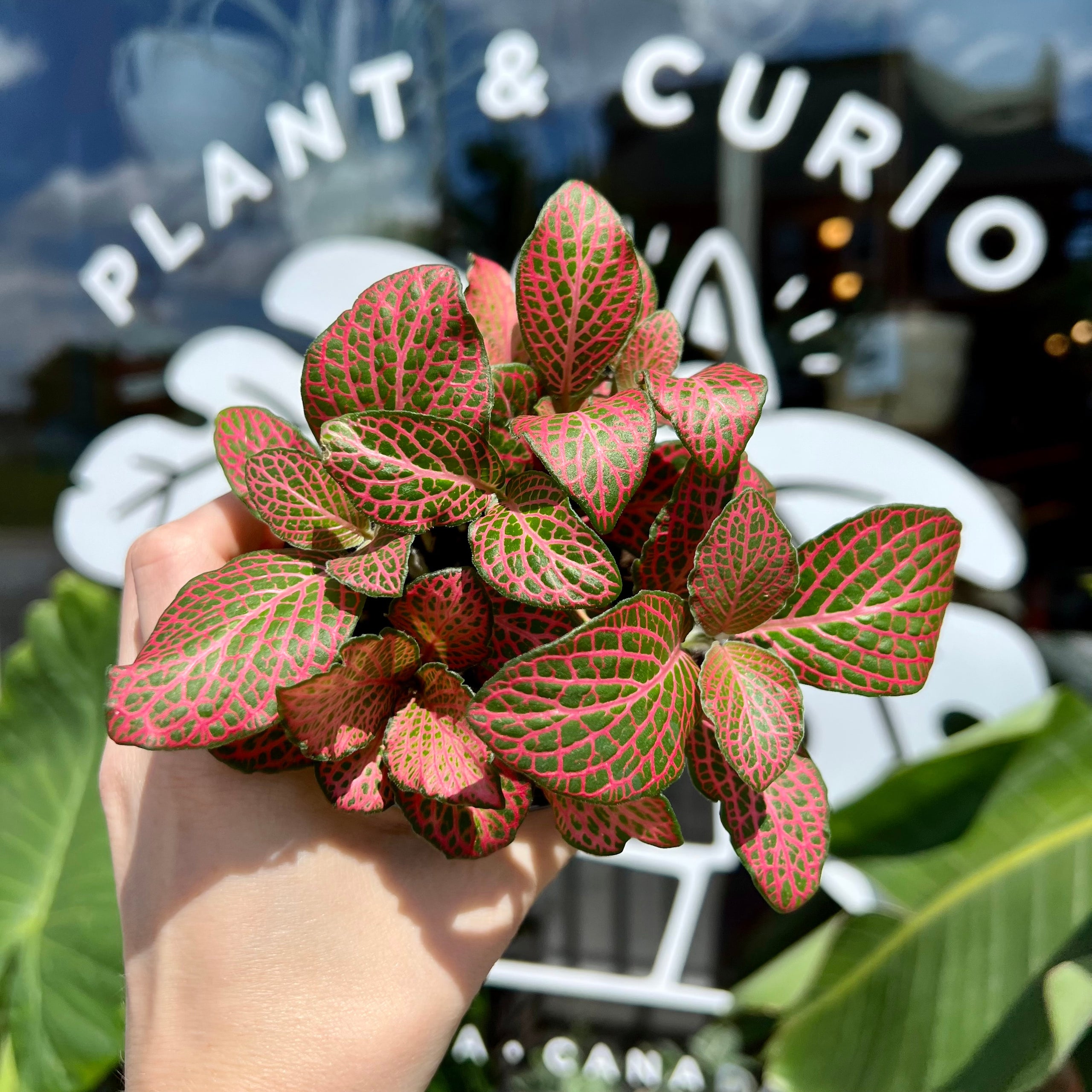 Nerve Plant | Plant & Curio